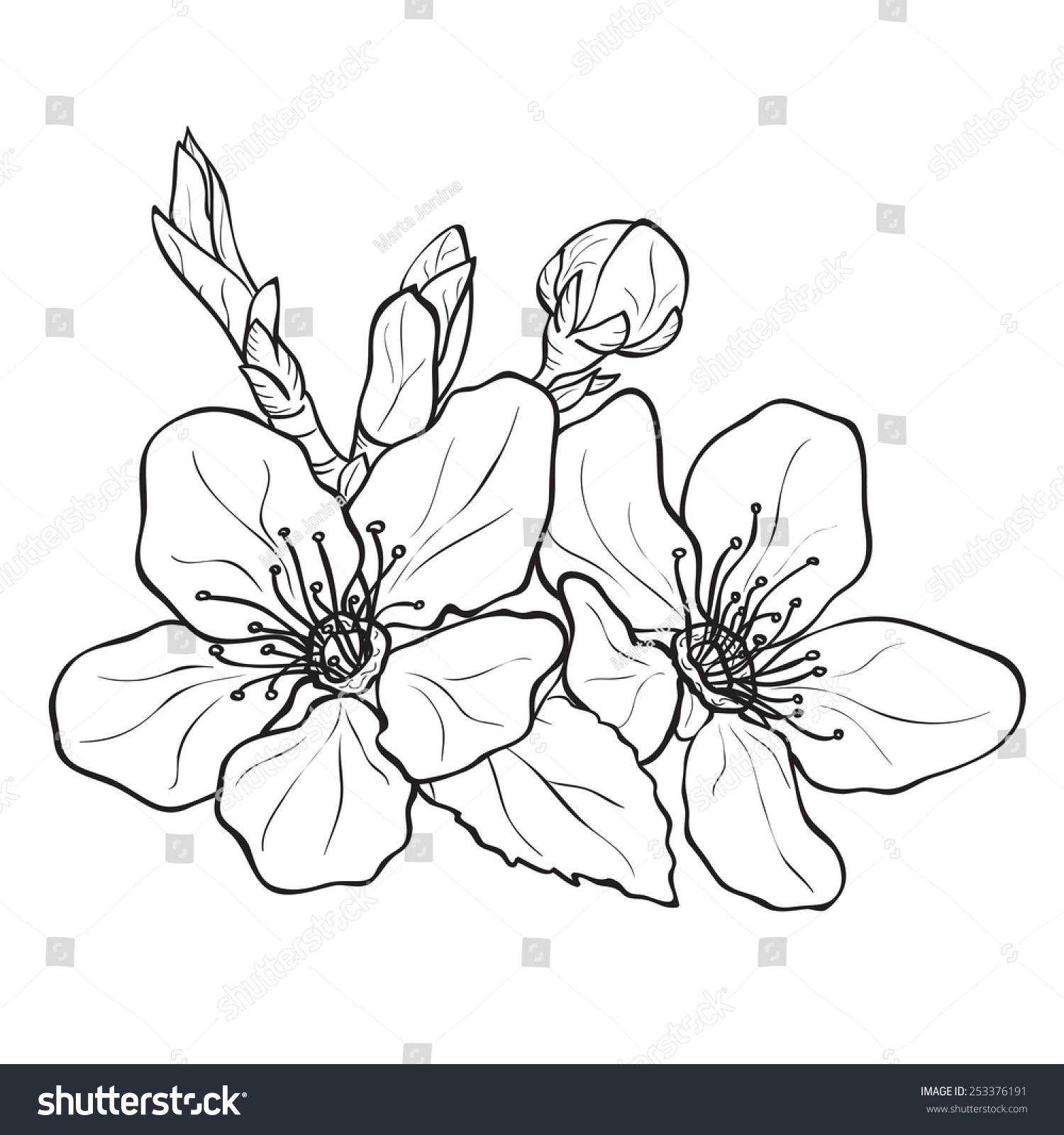 Flower Cherry Blossoms Drawing Ink Style Stock Vector (Royalty Free ...