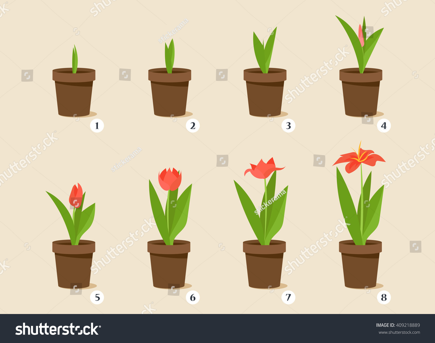 Flower Growth Stages Vector Set: vector de stock (libre de regalías ...