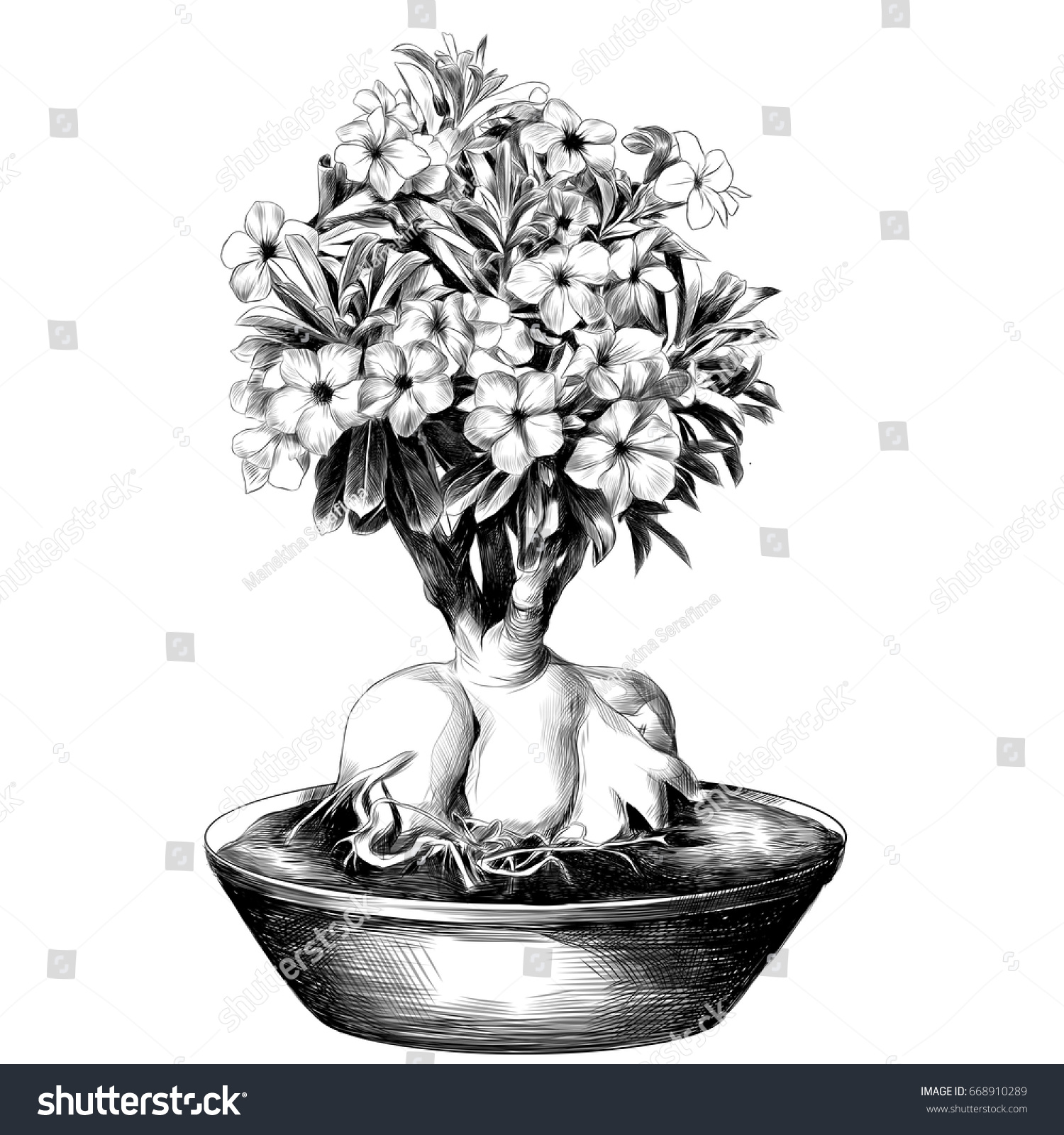 Flower Tree Adenium Desert Rose Pot Vector De Stock Libre De Regalías