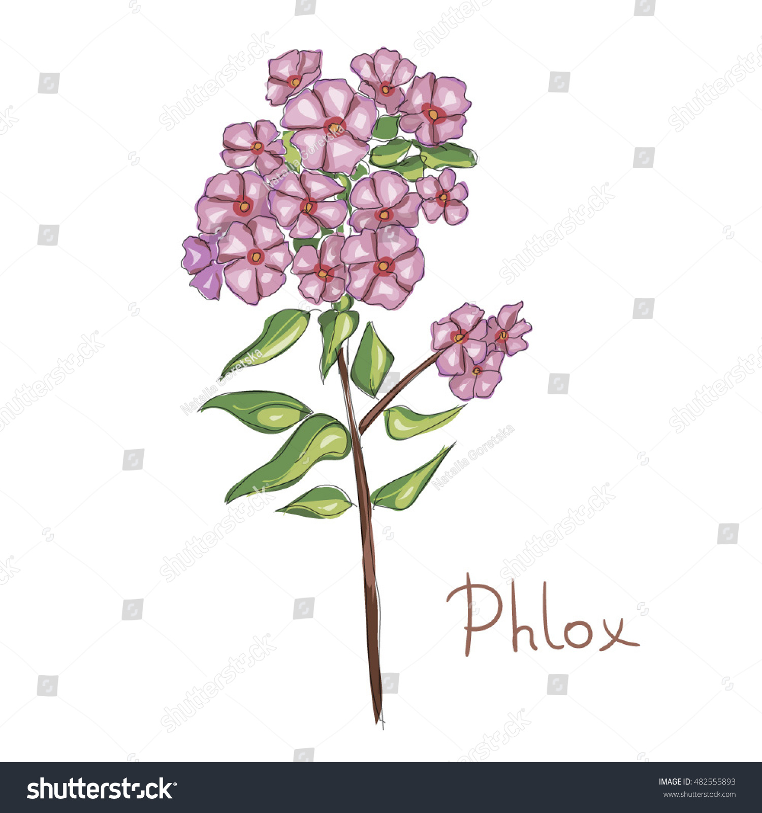 Vektor Stok Flowers Phlox Botanical Drawing Vector Illustration (Tanpa ...