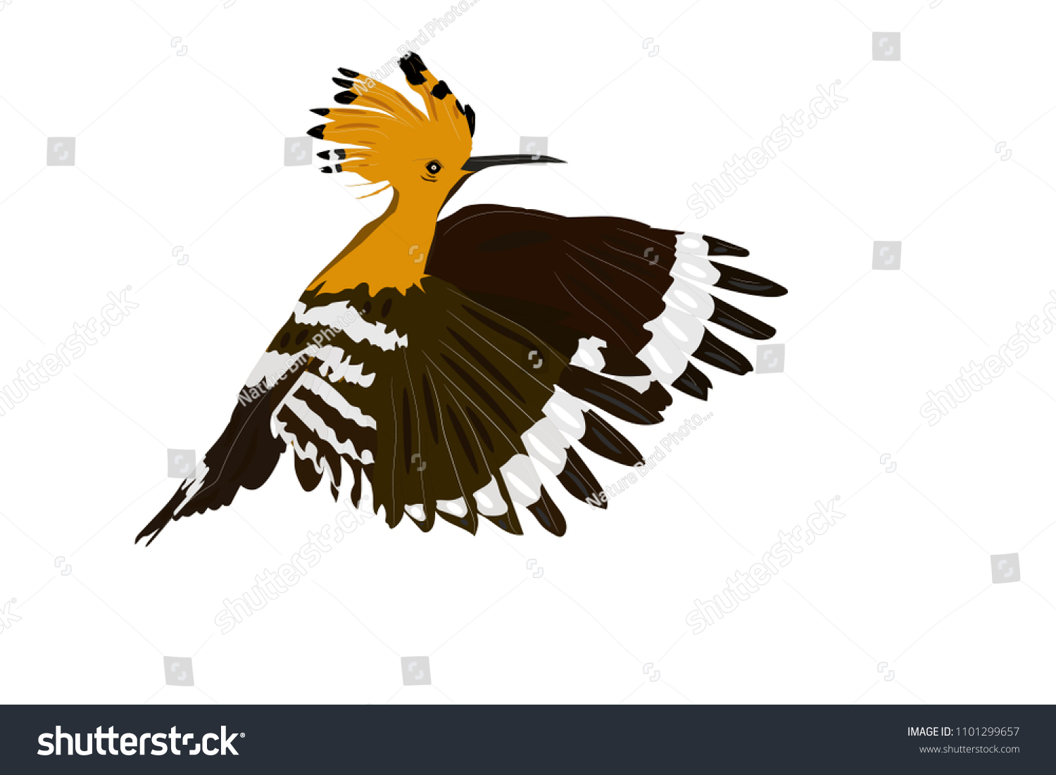 Flying Bird Vector Image Eurasian Hoopoe Stock Vector (Royalty Free ...