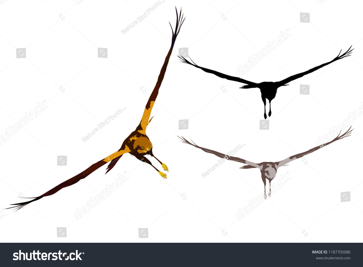 Flying Hawk Hawk Attack Realistic Vector Stock Vector (Royalty Free ...