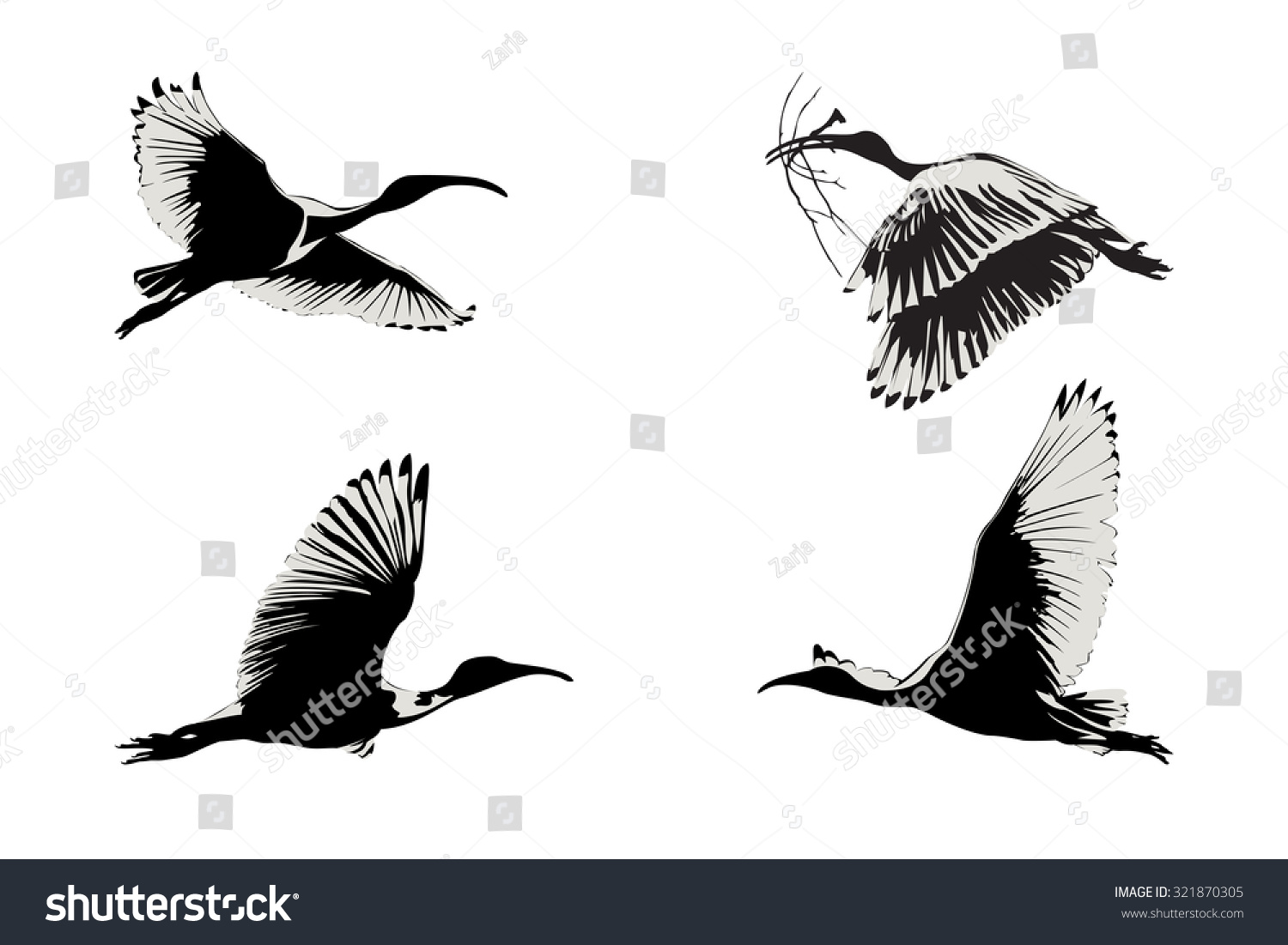 Flying Ibis Illustration Stock Vector (Royalty Free) 321870305 ...