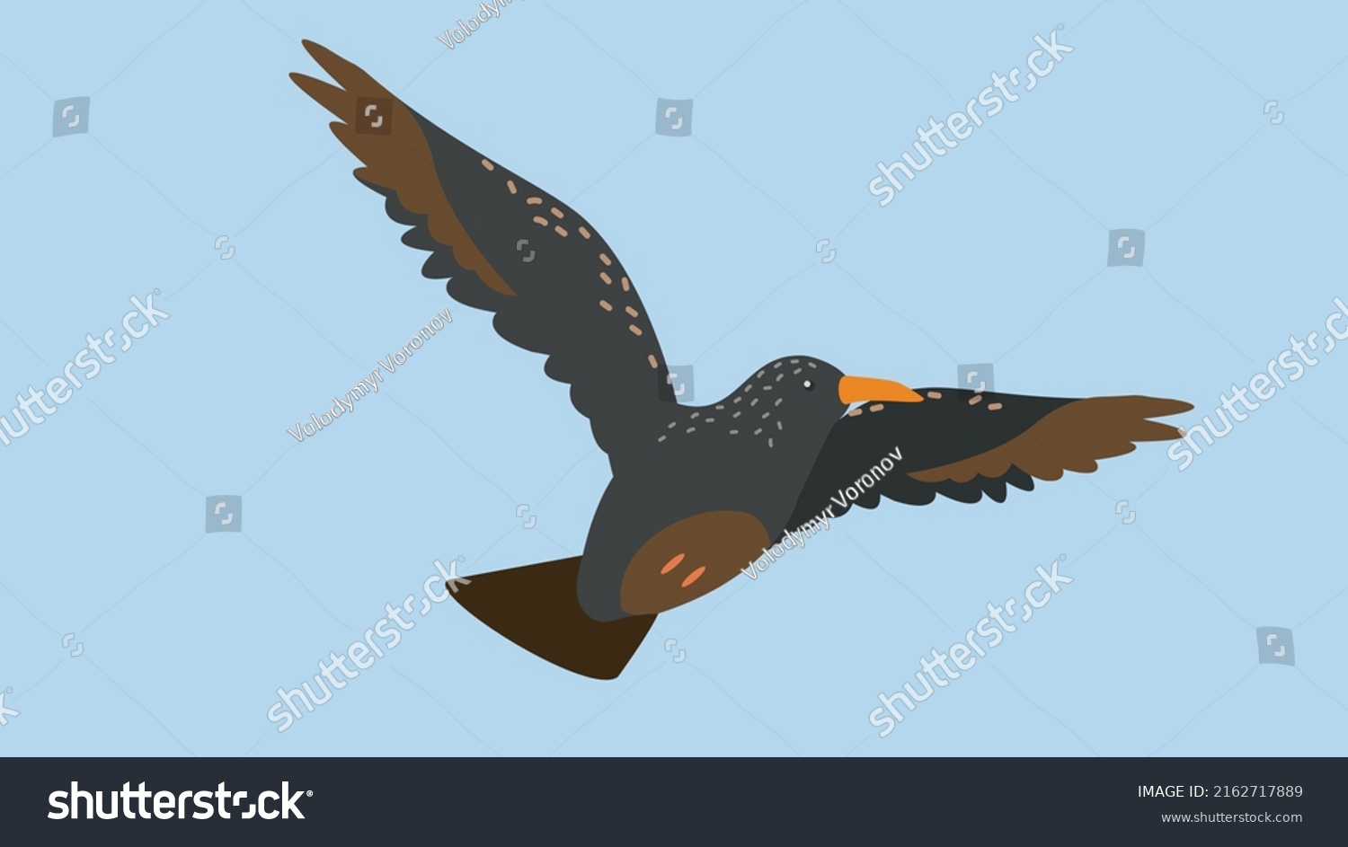 Flying Starling Spread Wings Stock Vector (Royalty Free) 2162717889 ...