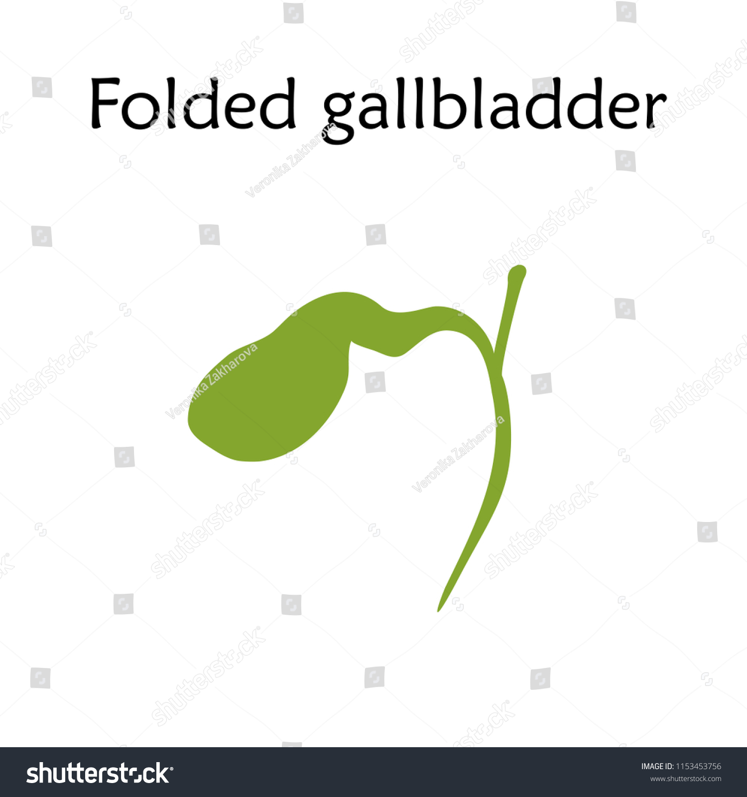 Folded Gallbladder Anatomy Vector Flat Illustration: Vector có sẵn ...