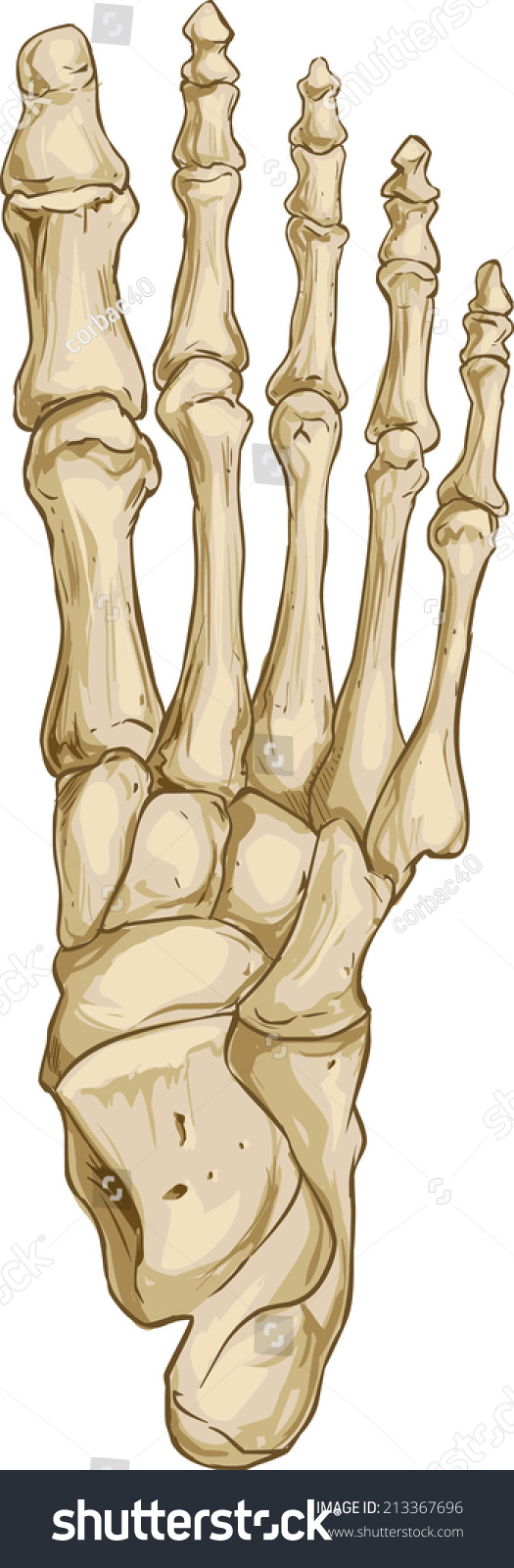Foot Bone Anatomy Stock Vector (Royalty Free) 213367696