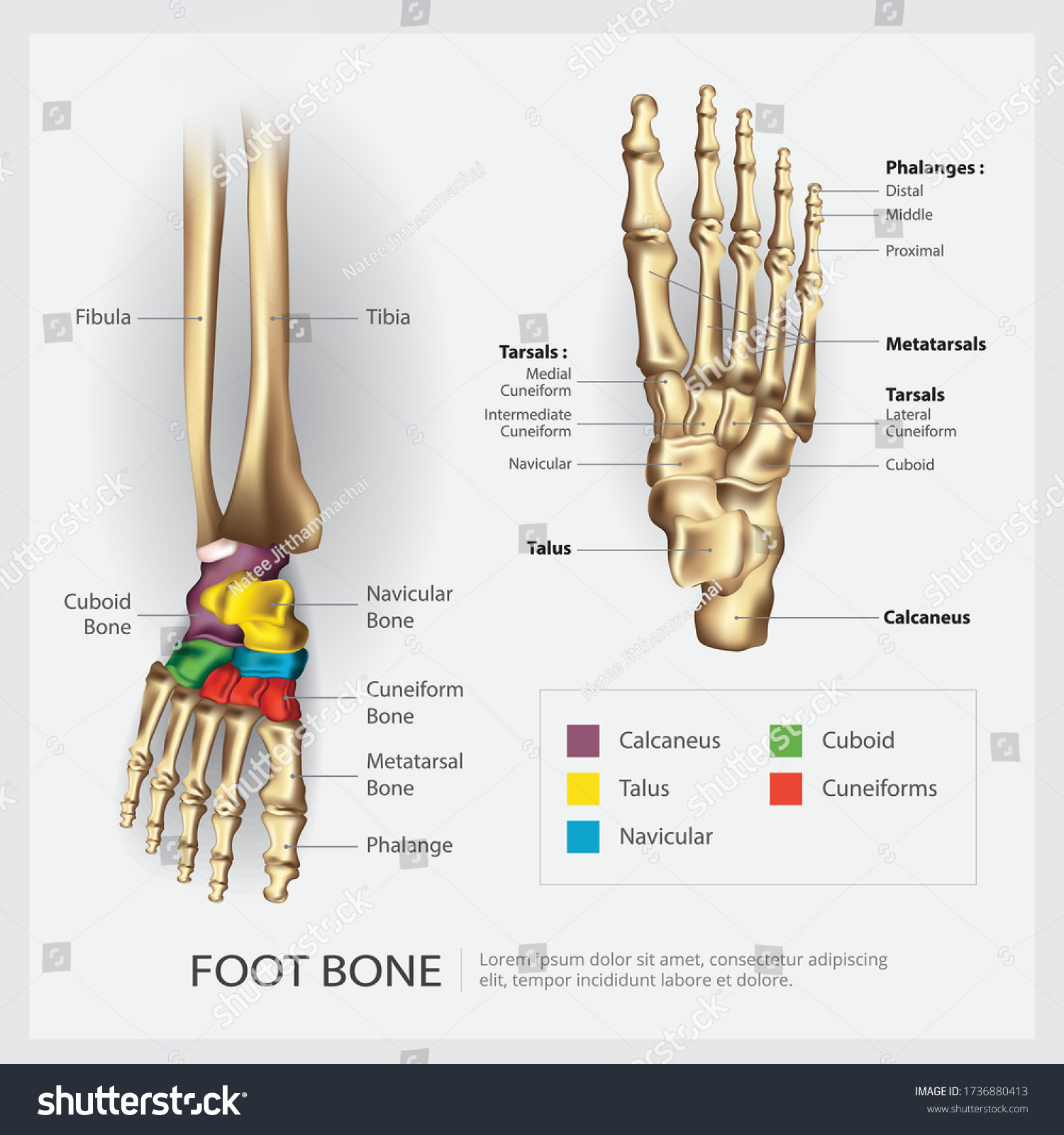 Foot Bone Anatomy Vector Illustration: เวกเตอร์สต็อก (ปลอดค่าลิขสิทธิ์ ...