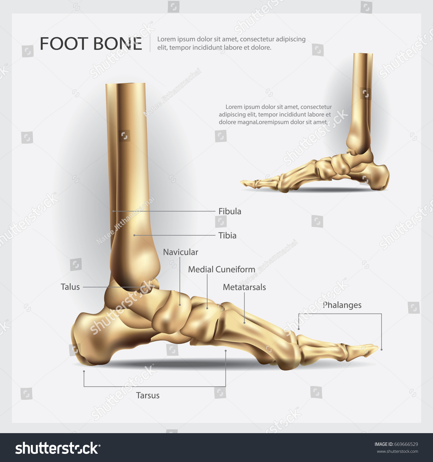 Foot Bone Anatomy Vector Illustration: เวกเตอร์สต็อก (ปลอดค่าลิขสิทธิ์ ...