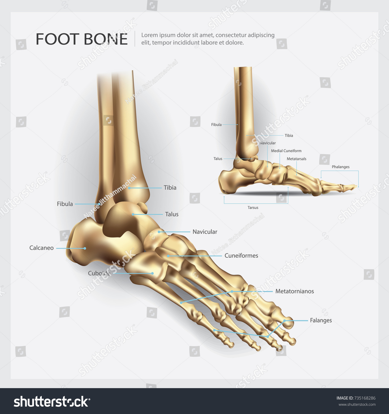 Foot Bone Anatomy Vector Illustration: vetor stock (livre de direitos ...