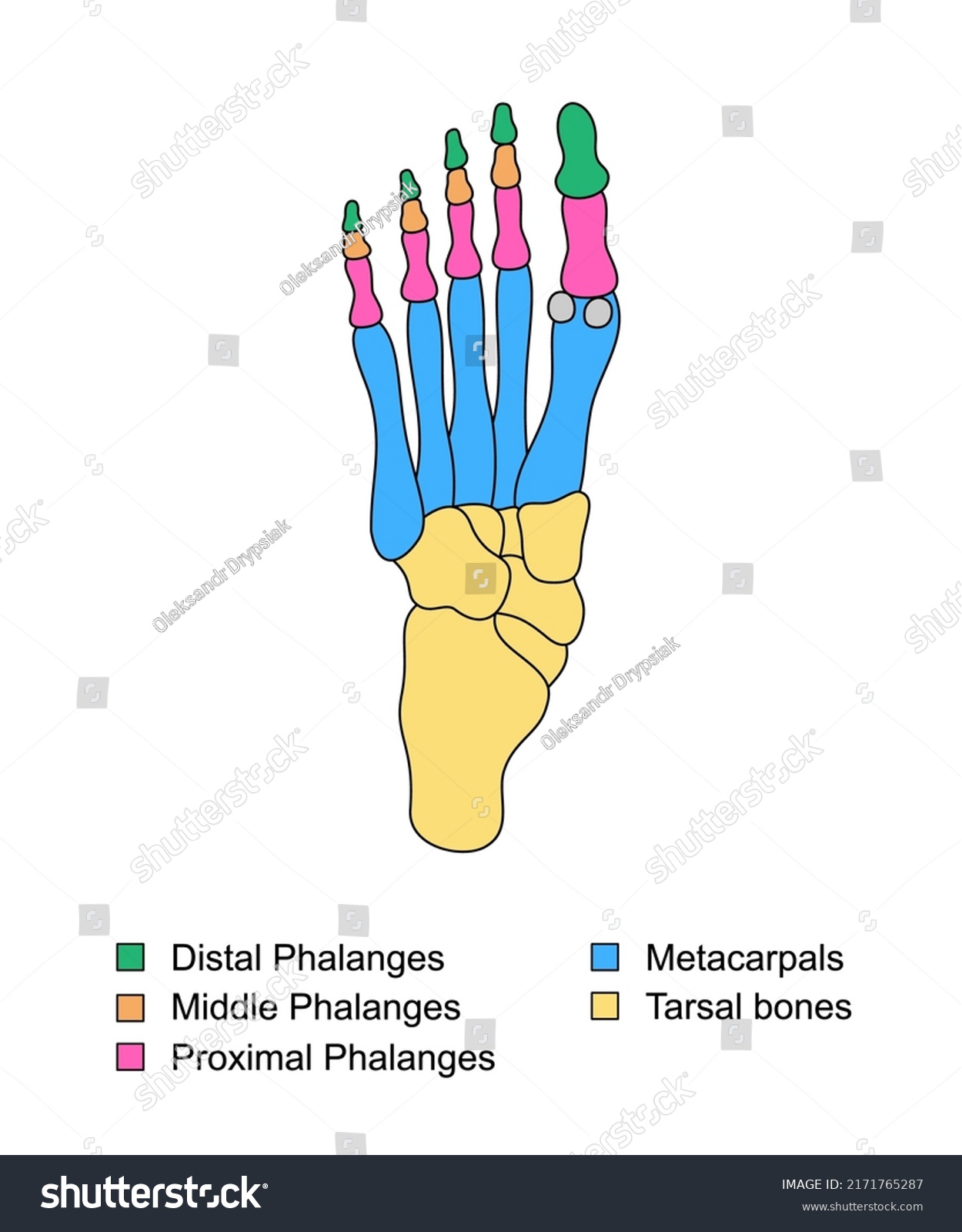 Foot Bones Anatomy Descriptions Educational Diagram Stock Vector Royalty Free 2171765287