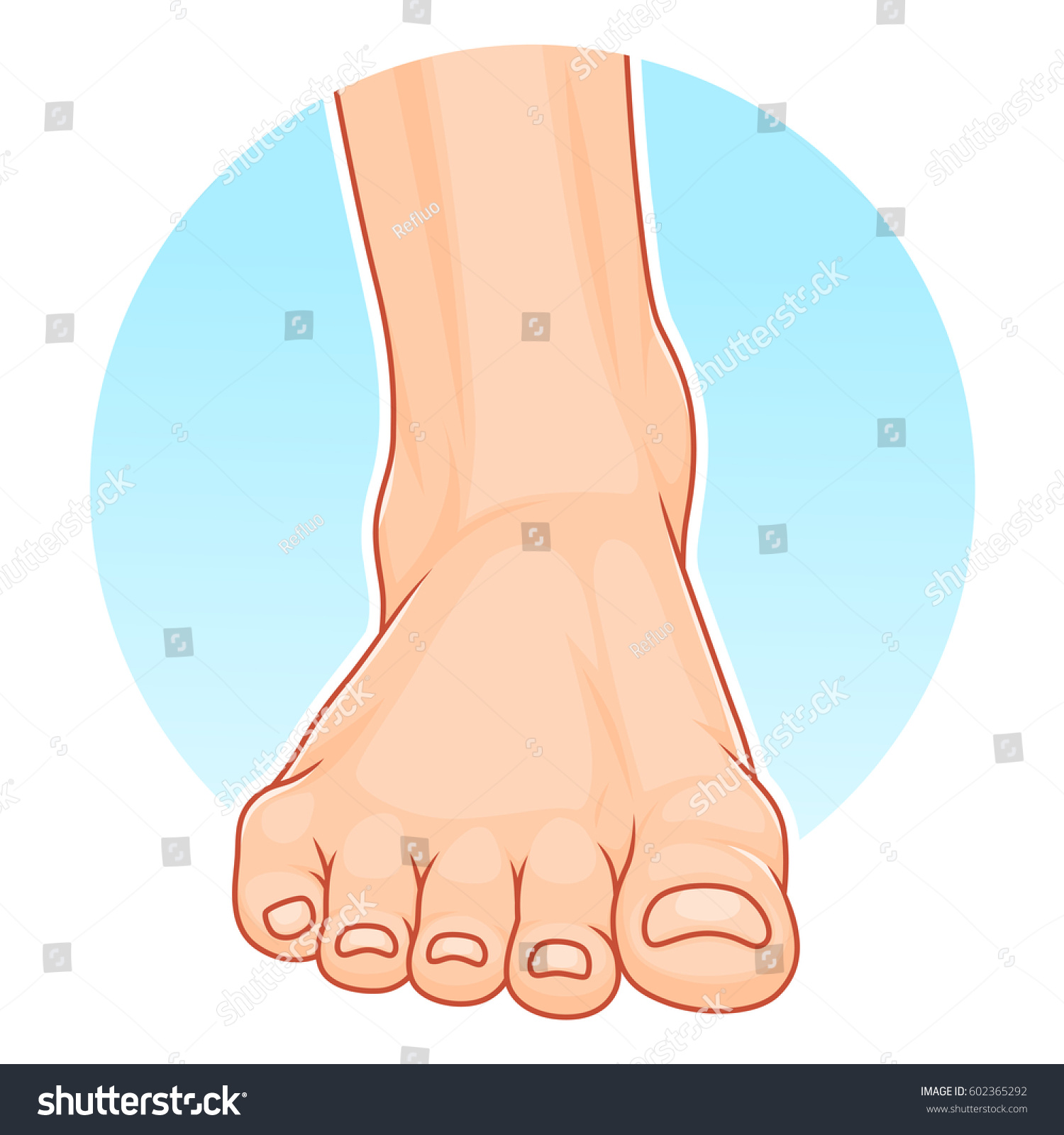 15,528 Foot front view Images, Stock Photos & Vectors | Shutterstock