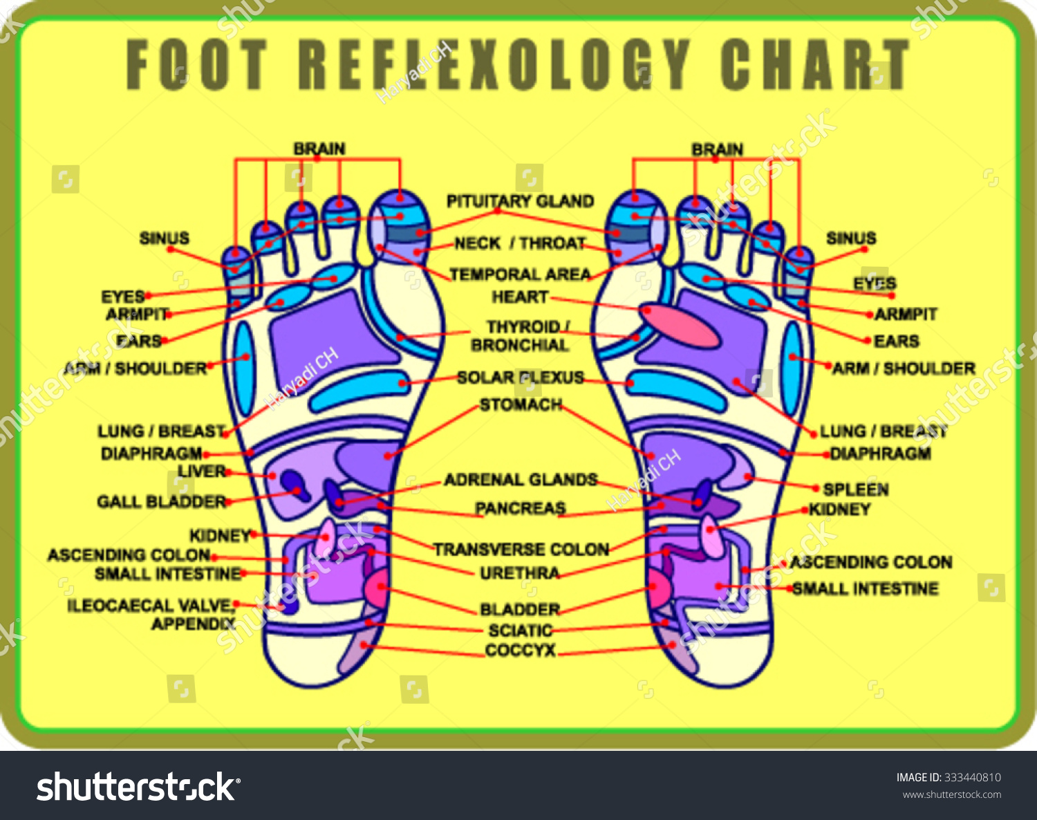 Foot Reflexology Chart Vector Vector De Stock Libre De Regalías 333440810