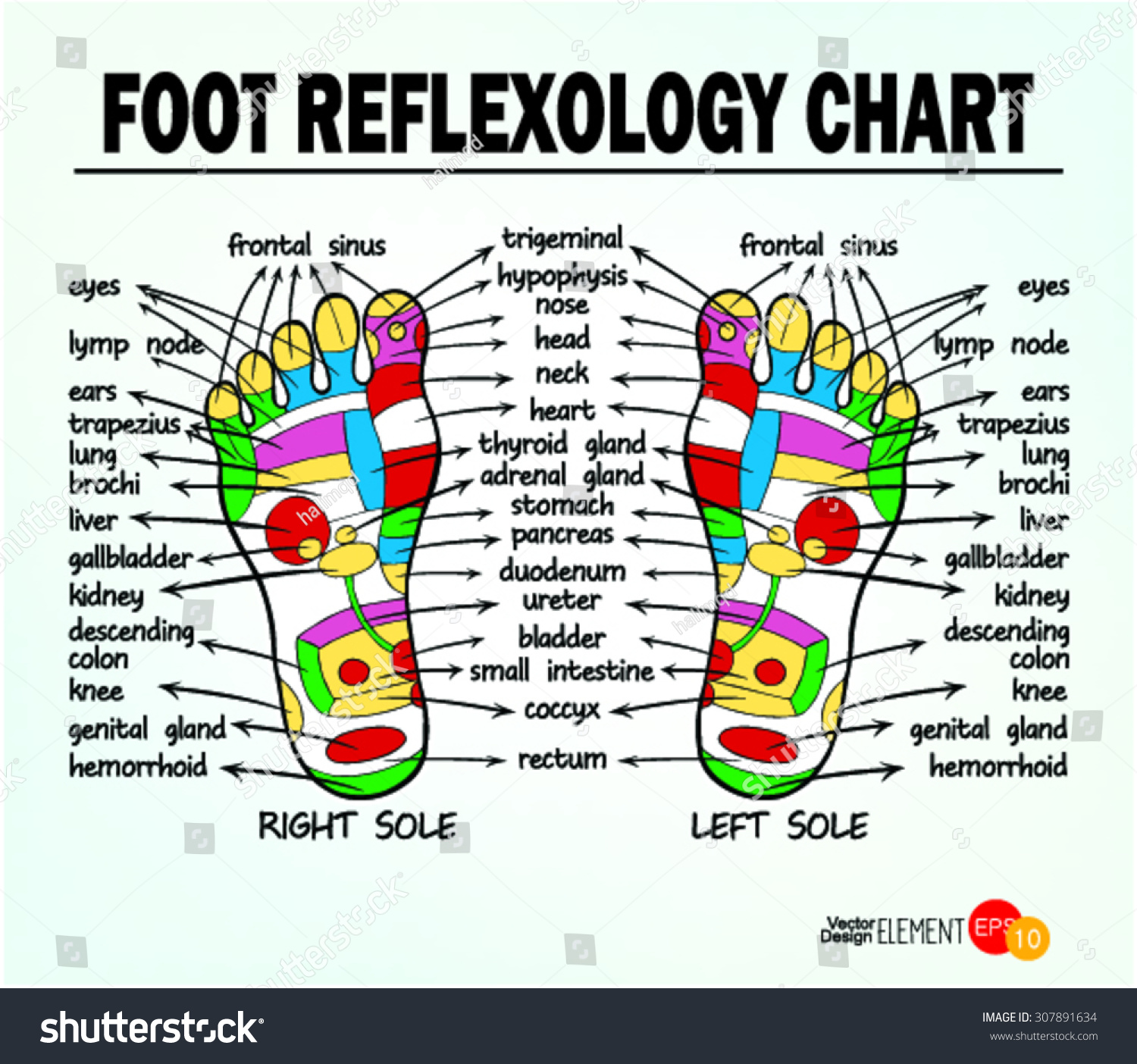 Foot Reflexology Chart Vector Illustration Stock Vector (Royalty Free ...