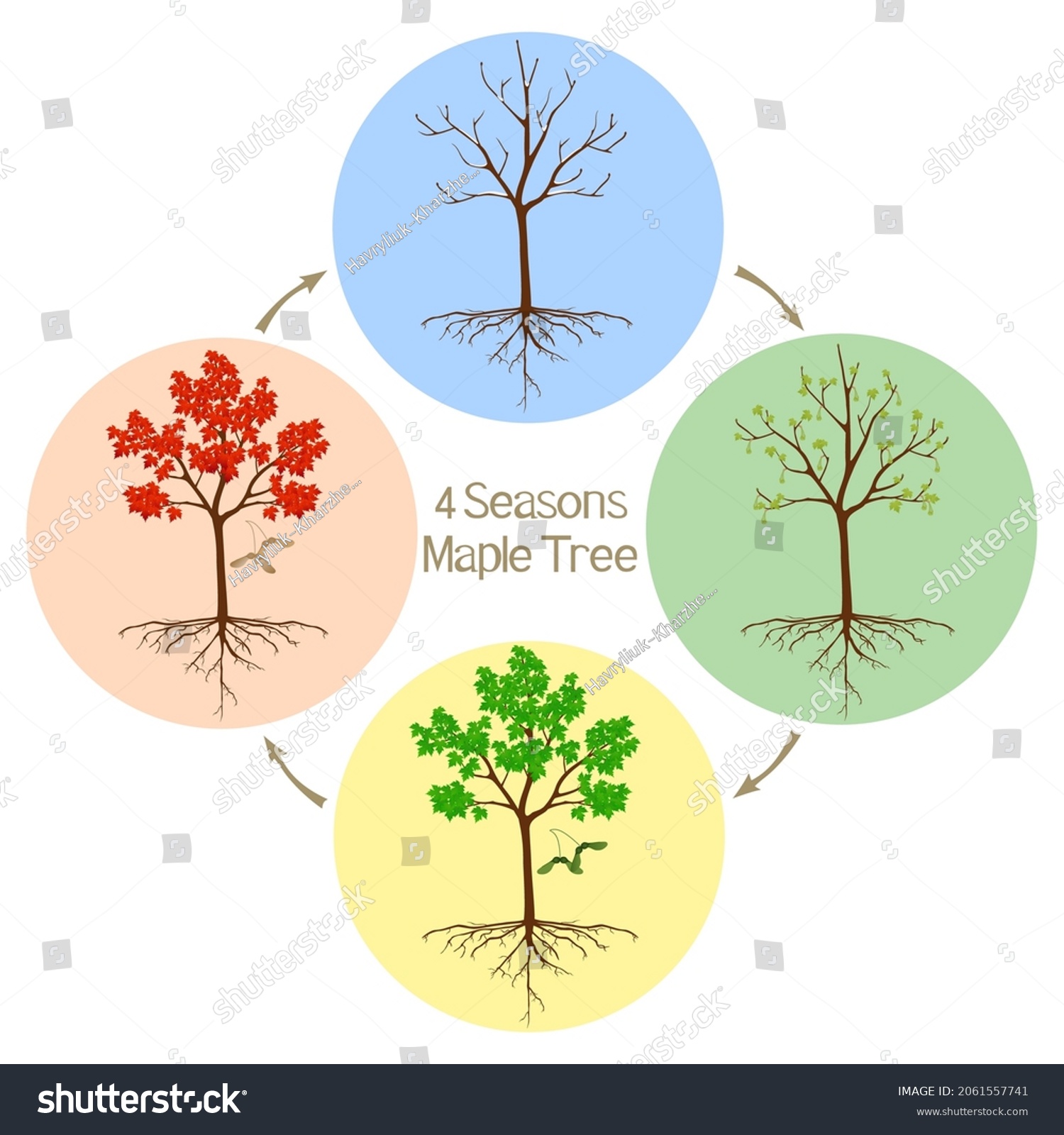 Four Seasons Maple Tree On White Stock Vector (Royalty Free) 2061557741