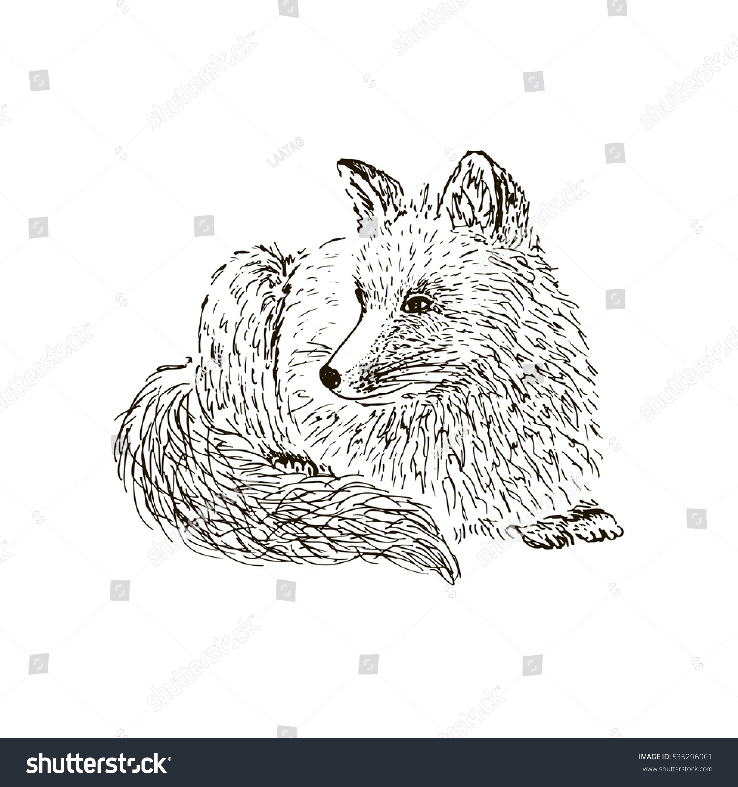 Fox Sketch Hand Drawn Vector Illustration: เวกเตอร์สต็อก (ปลอดค่า ...