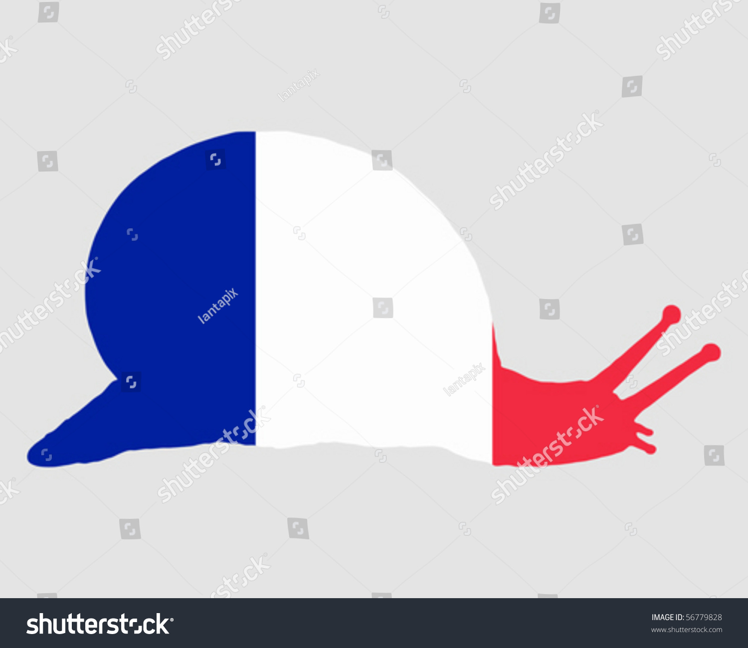 French Slug Stock Vector (Royalty Free) 56779828