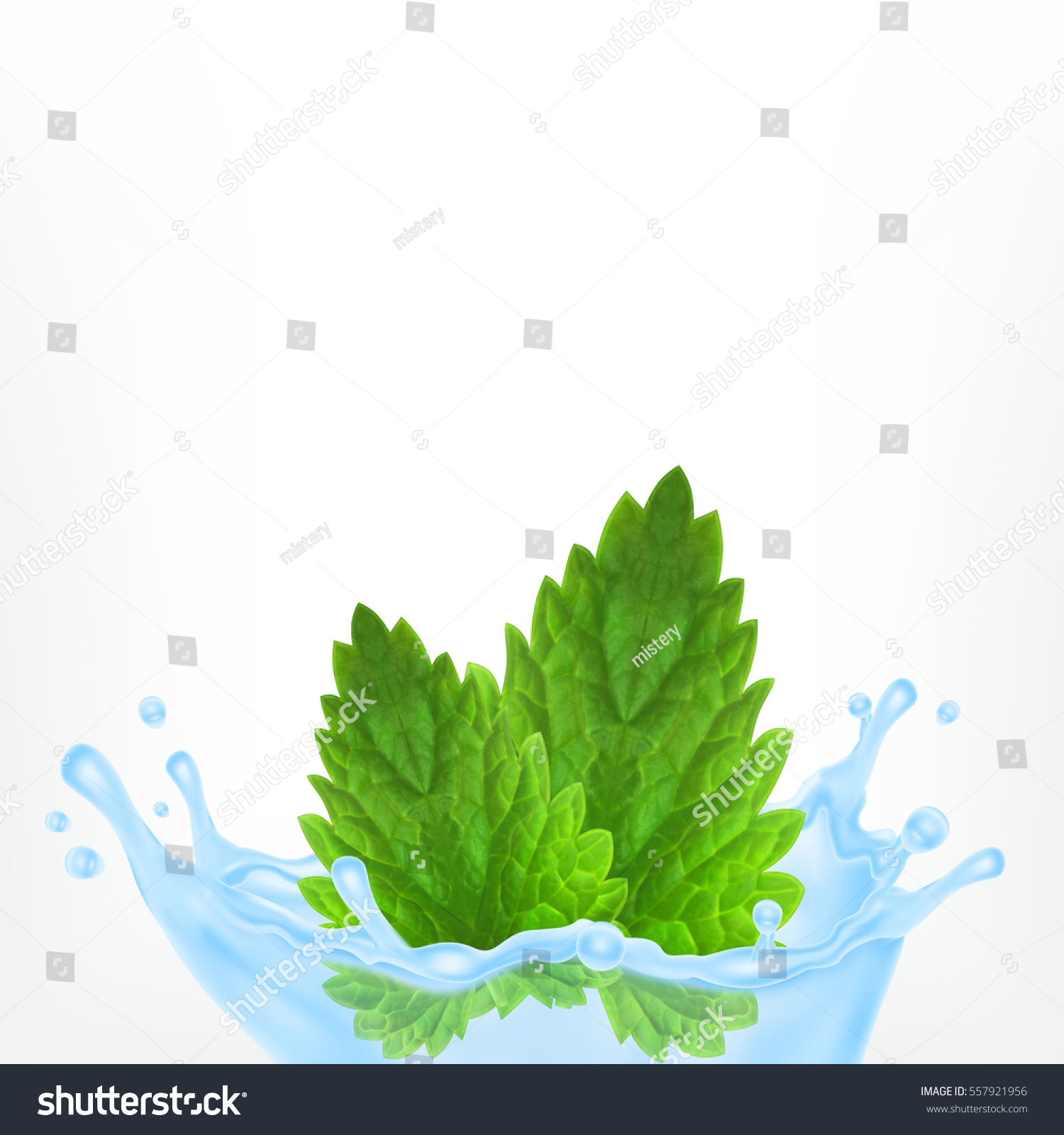 Fresh Mint Water Splash Eps10 Vector Stock Vector (Royalty Free ...