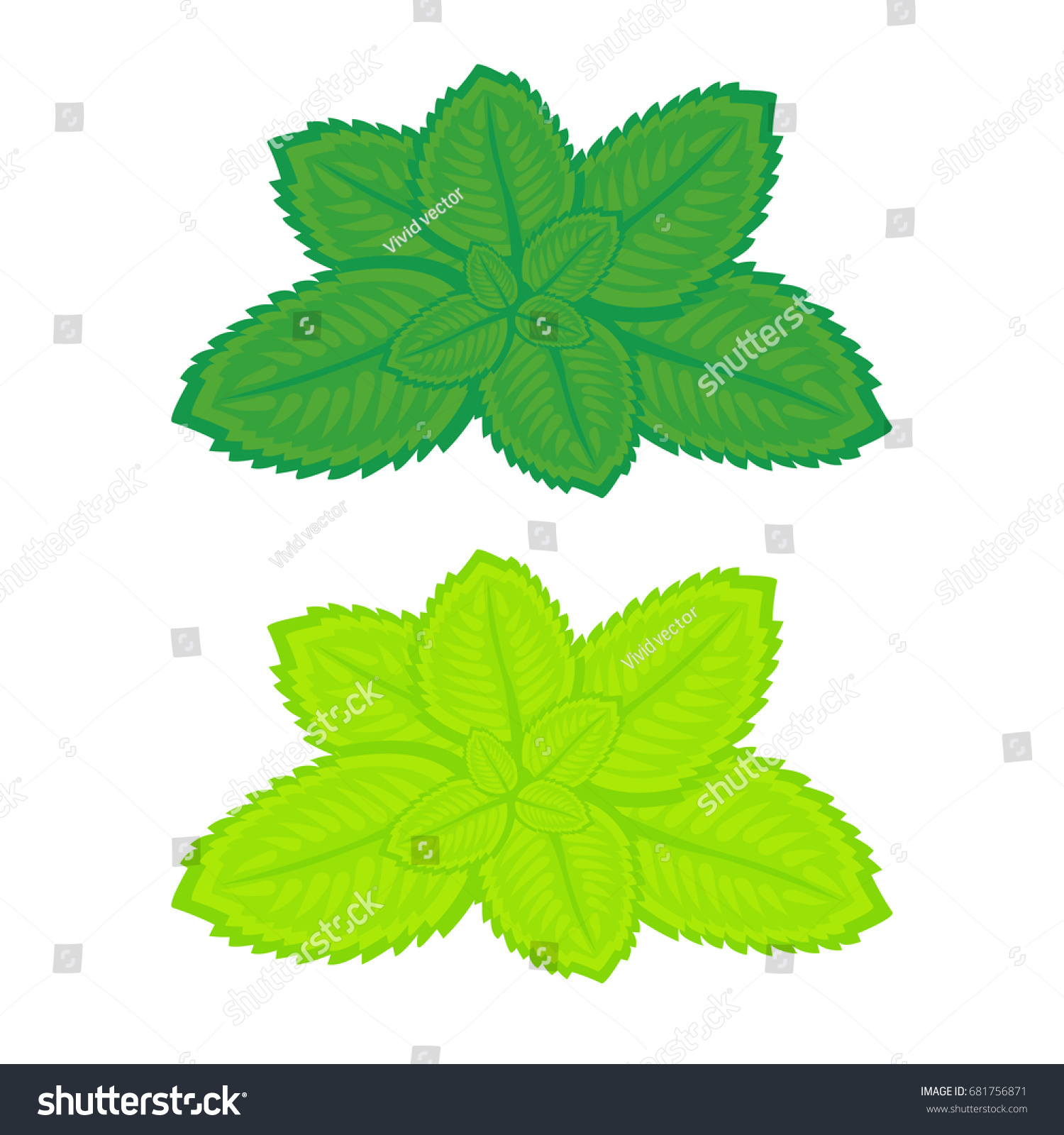 Fresh Mint Leaves Vector Set Isolated Stock Vector (Royalty Free) 681756871