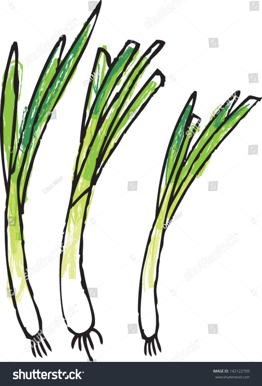 Fresh Spring Onions Vector Illustration Stock Vector (Royalty Free ...