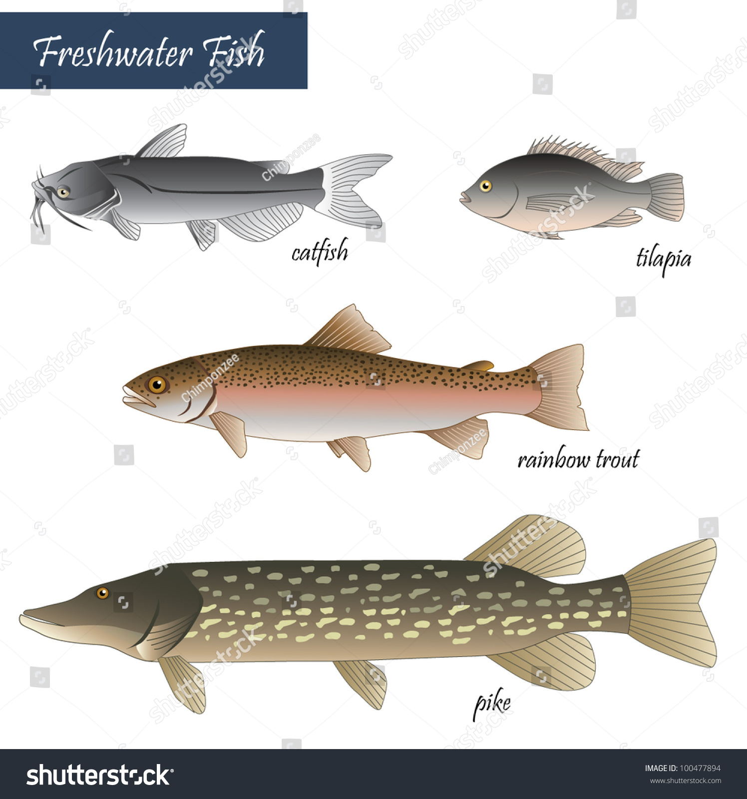 Freshwater Fish Stock Vector (Royalty Free) 100477894 | Shutterstock