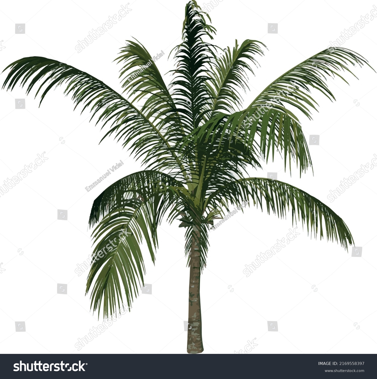 Front View Tree Young Coconut Tree Stock Vector (Royalty Free ...