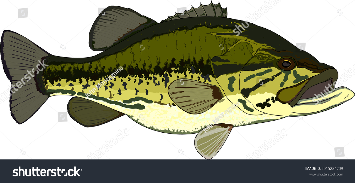 Full Color Largemouth Bass Vector Stock Vector (Royalty Free) 2015224709 | Shutterstock