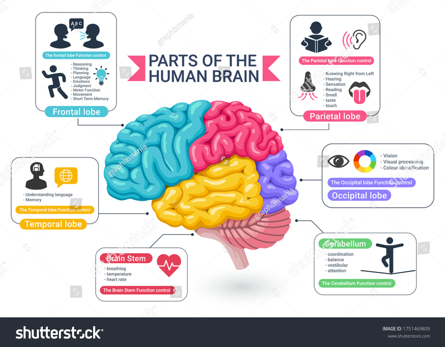 Functional Areas Human Brain Diagram Vector Stock Vector (Royalty Free ... Functional Areas Human Brain Diagram Vector Stock Vector (Royalty Free ...