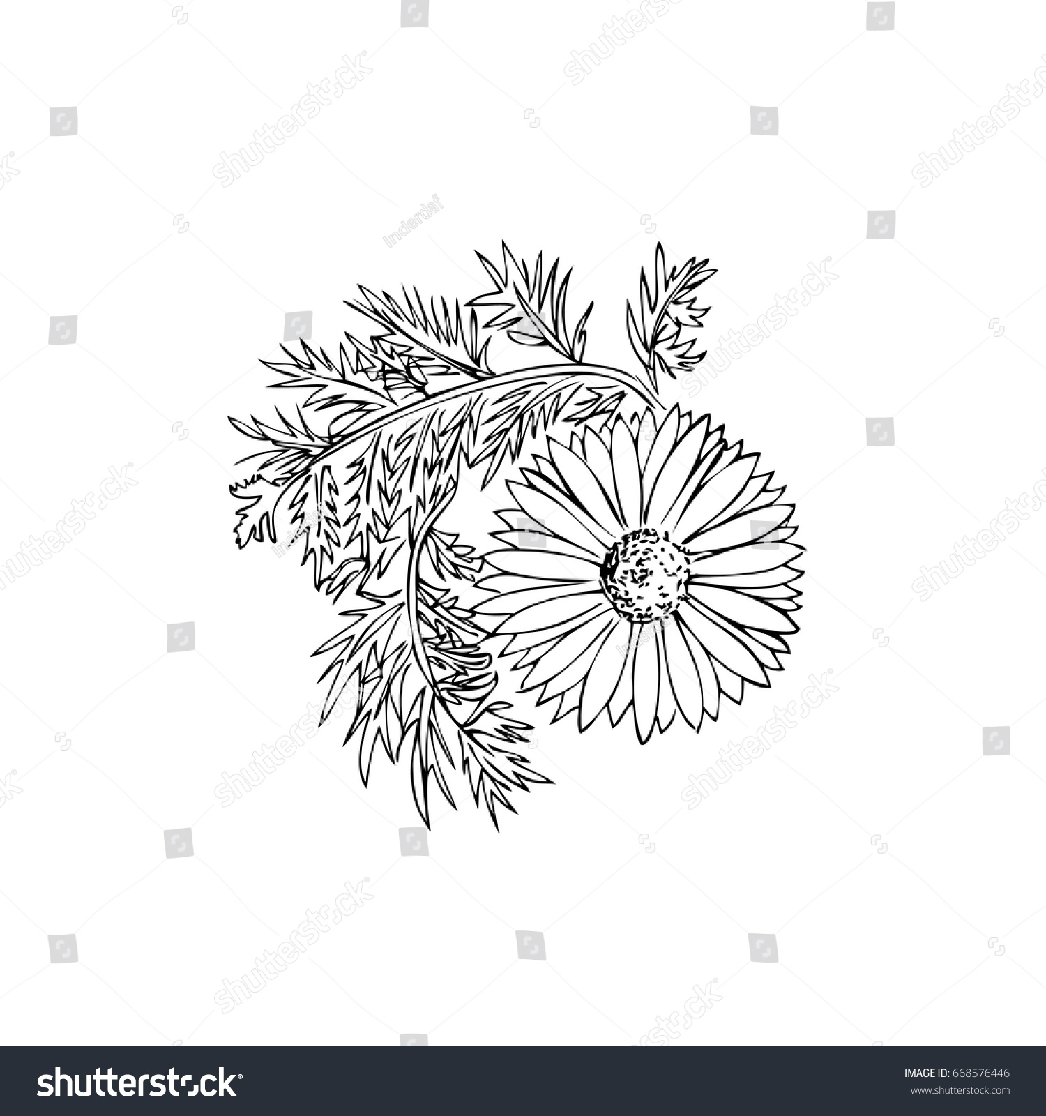 Garden Daisy Sketch Calligraphy Vector Stock Vector (Royalty Free ...