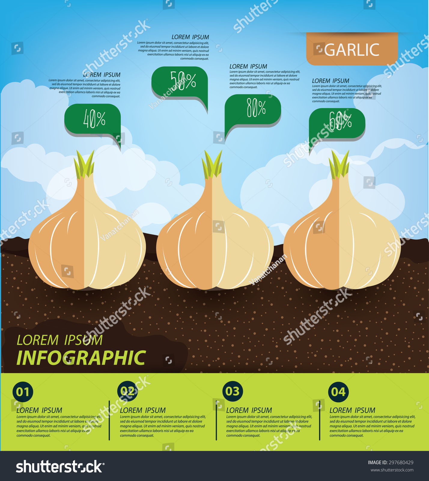 Garlic Infographics Vegetables Vector Illustration Stock Vector ...