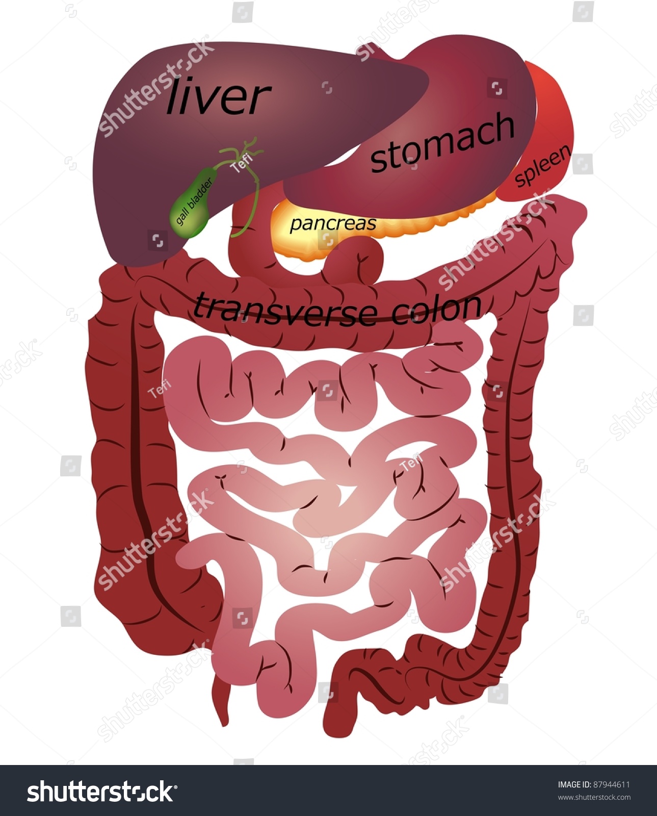 Gastrointestinal Tract White Background Stock Vector (Royalty Free ...