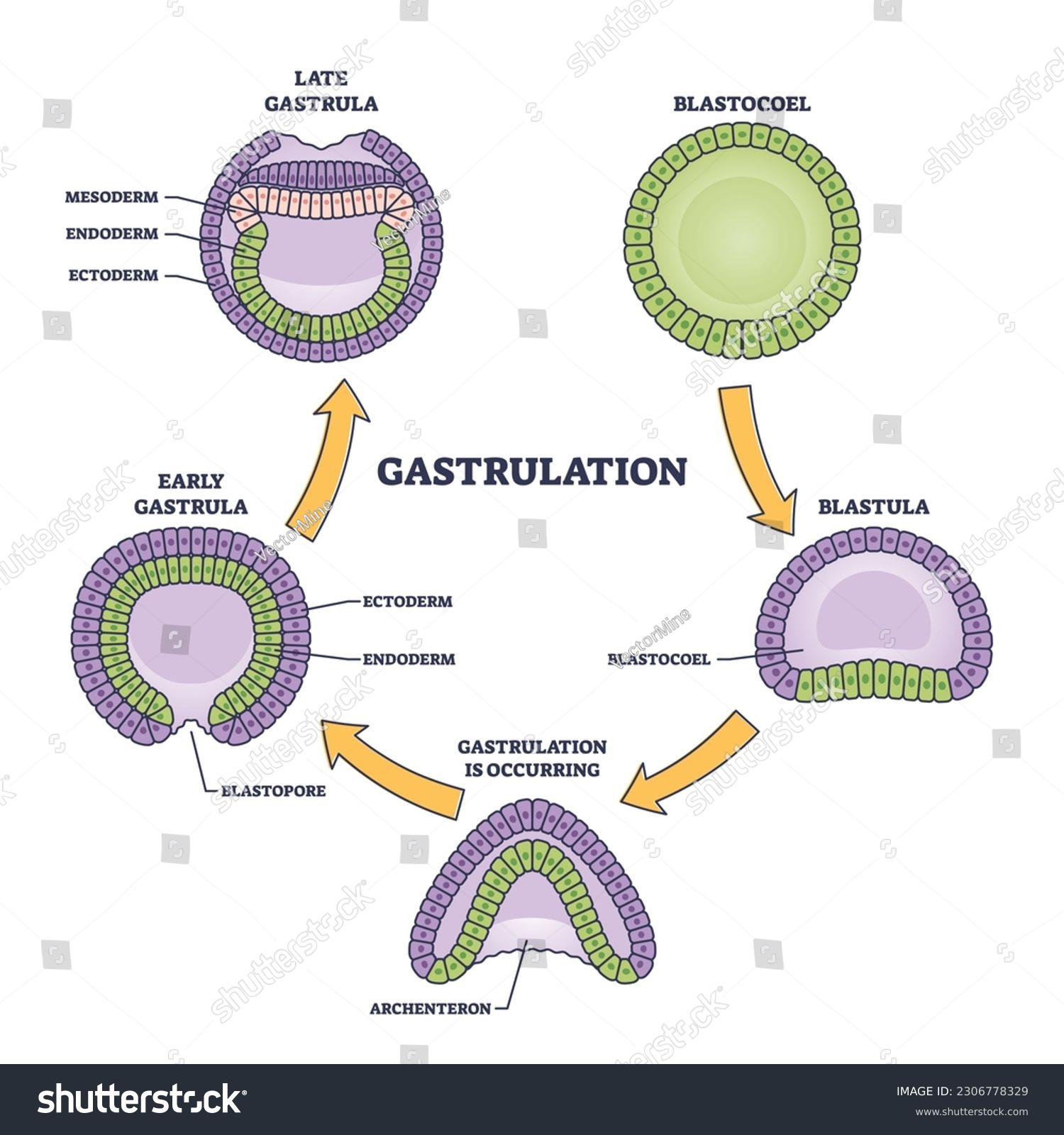 Gastrulation Stages As Early Embryo Development Process Outline Diagram Labeled Educational