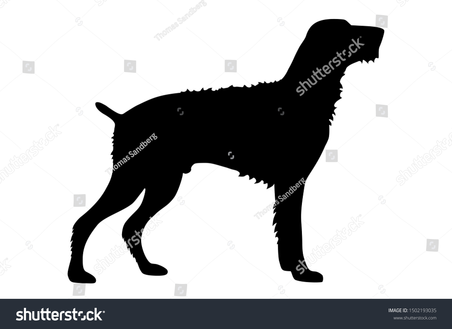 German Wirehaired Pointer Vector Silhouette Stock Vector (Royalty Free ...