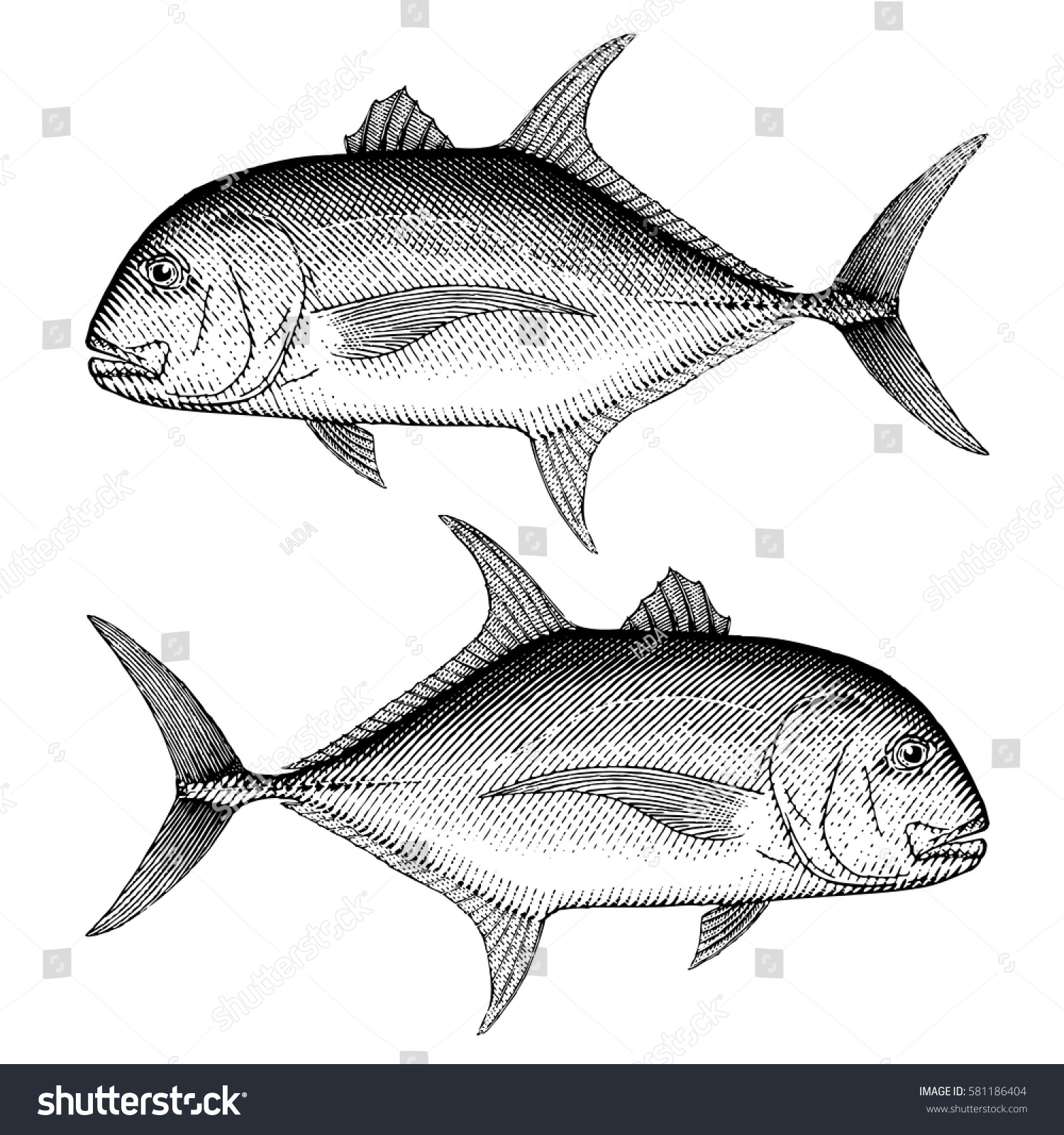 Giant Trevally Stock Vector (Royalty Free) 581186404