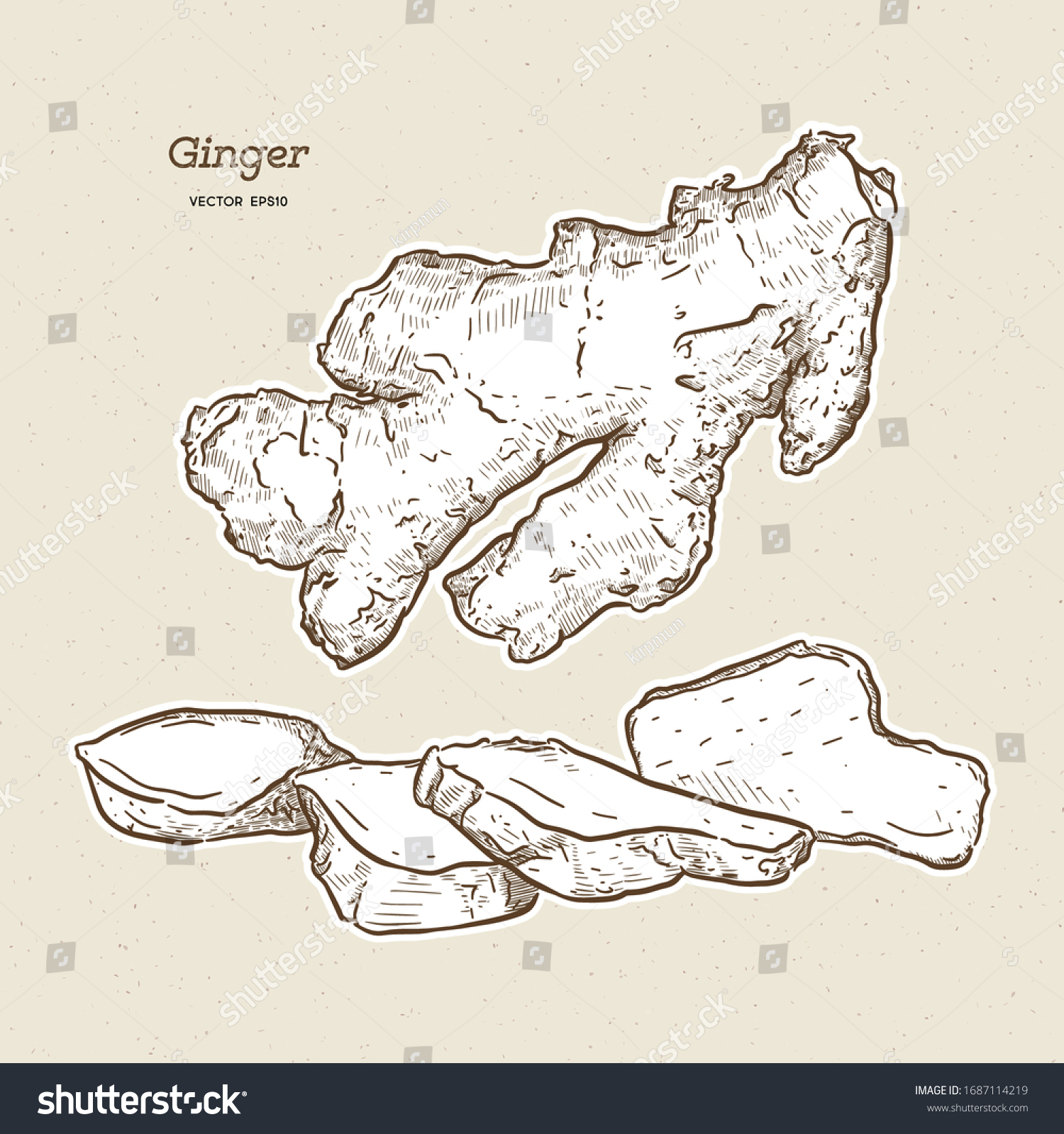 Ginger Hand Draw Sketch Vector: เวกเตอร์สต็อก (ปลอดค่าลิขสิทธิ์ ...