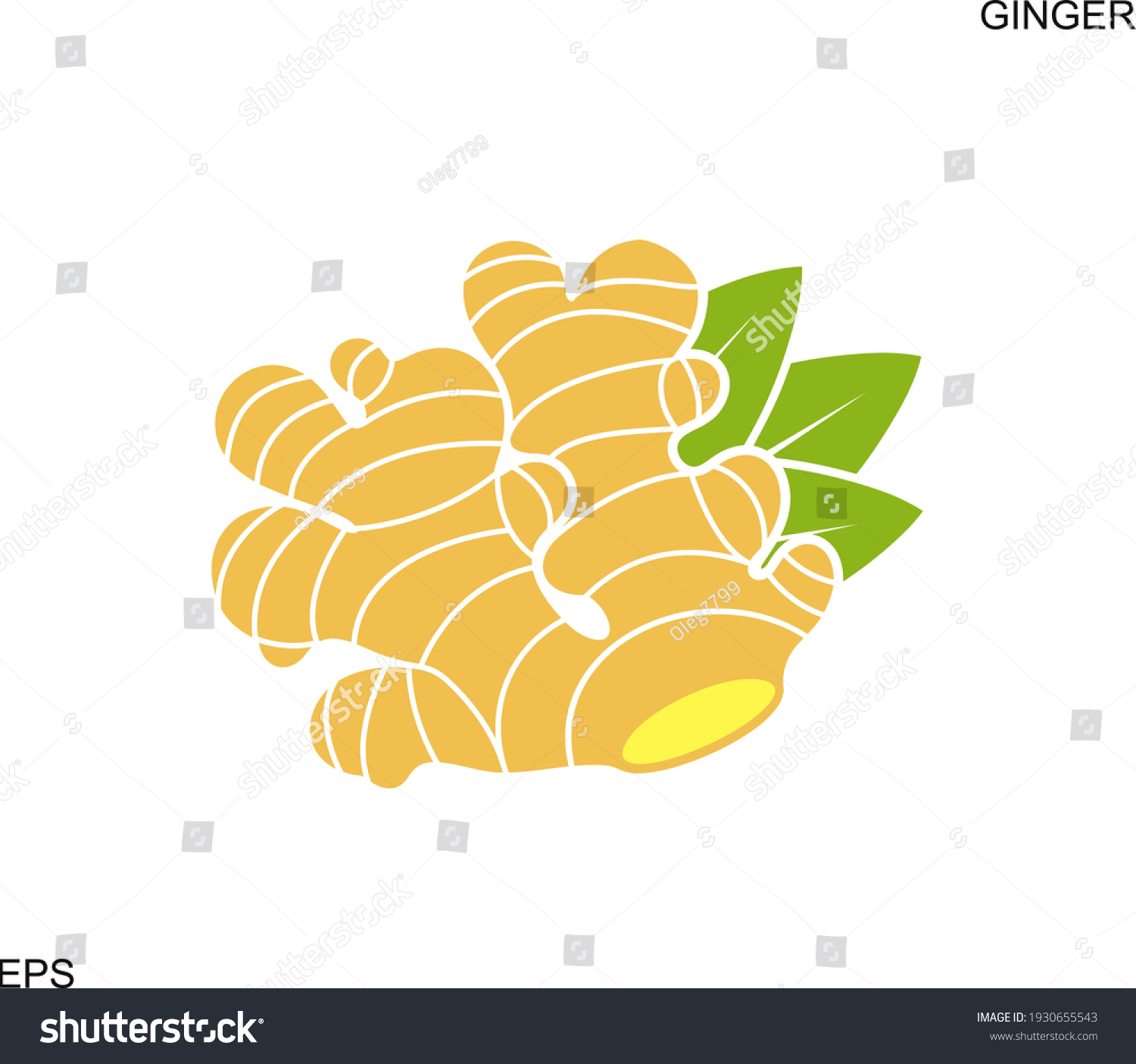 Ginger Logo Isolated Ginger On White Stock Vector (Royalty Free) 1930655543