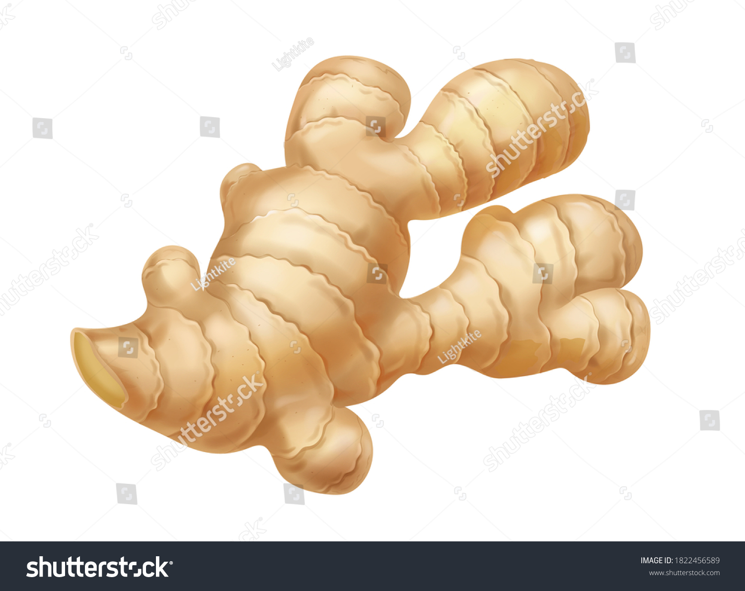 Ginger Root Realistic Isolated Realistic Vector Stock Vector (Royalty ...