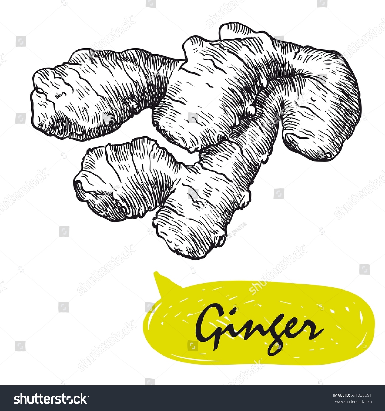 Ginger Sketch Harvesting Stock Vector (Royalty Free) 591038591