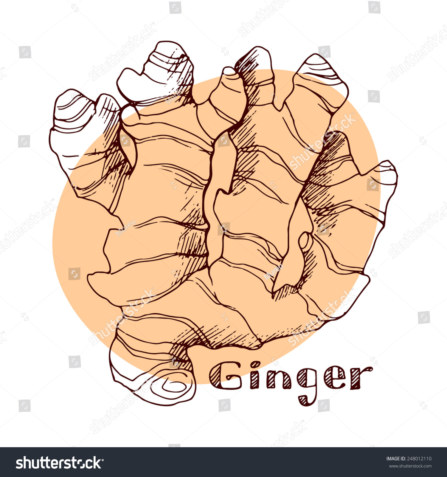 Ginger Vector Illustration Hand Drawn Ginger Stock Vector (Royalty Free ...