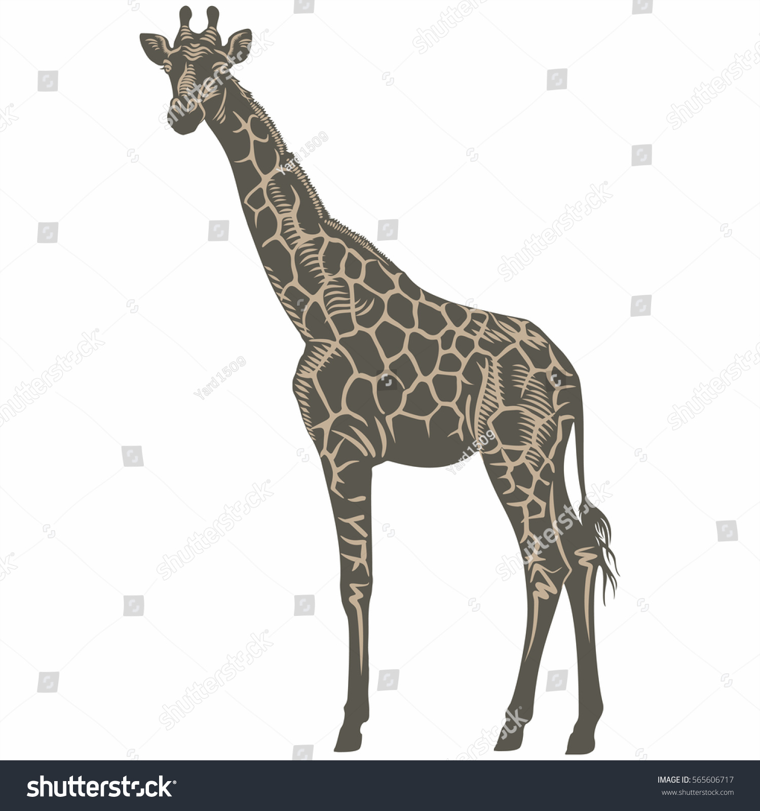 Giraffe Illustration Vector Stock Vector (Royalty Free) 565606717 ...