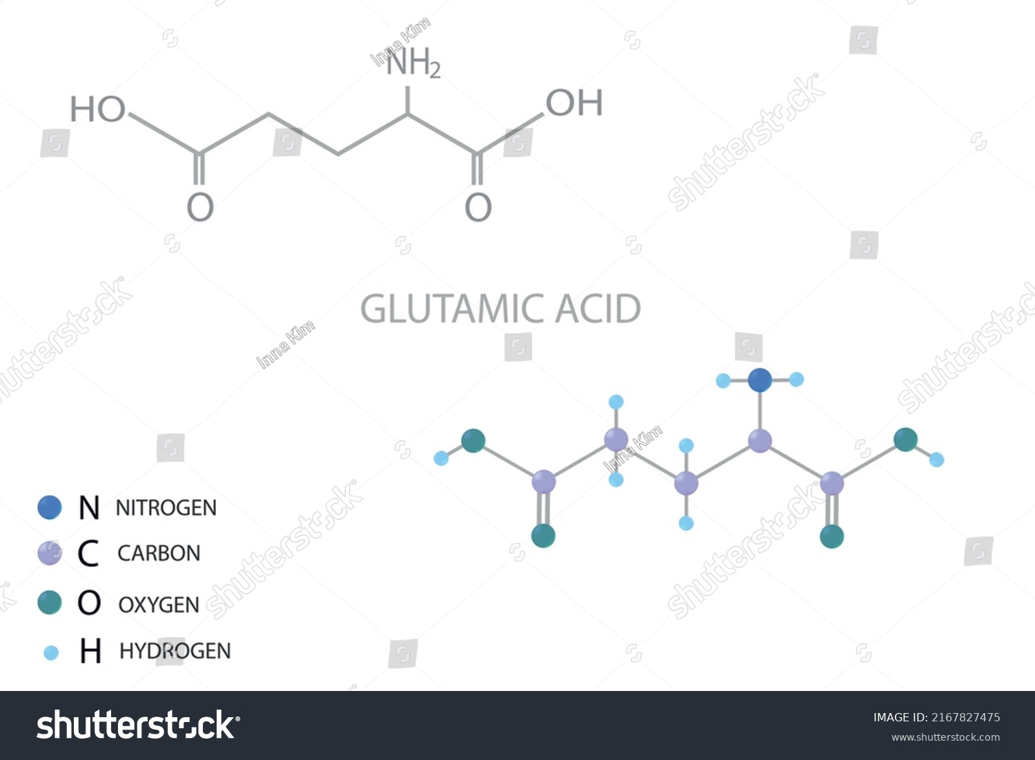 Glutamic Acid Molecular Skeletal 3d Chemical Stock Vector Royalty Free