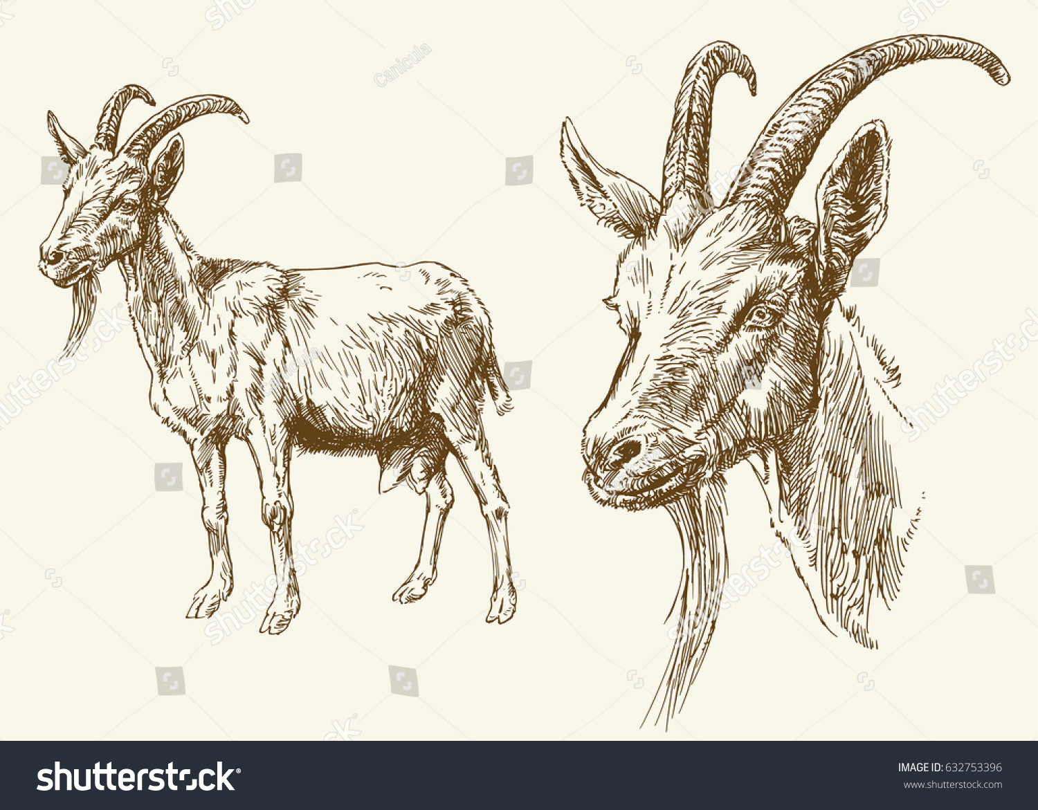 Goat Hand Drawn Illustration: เวกเตอร์สต็อก (ปลอดค่าลิขสิทธิ์ ...