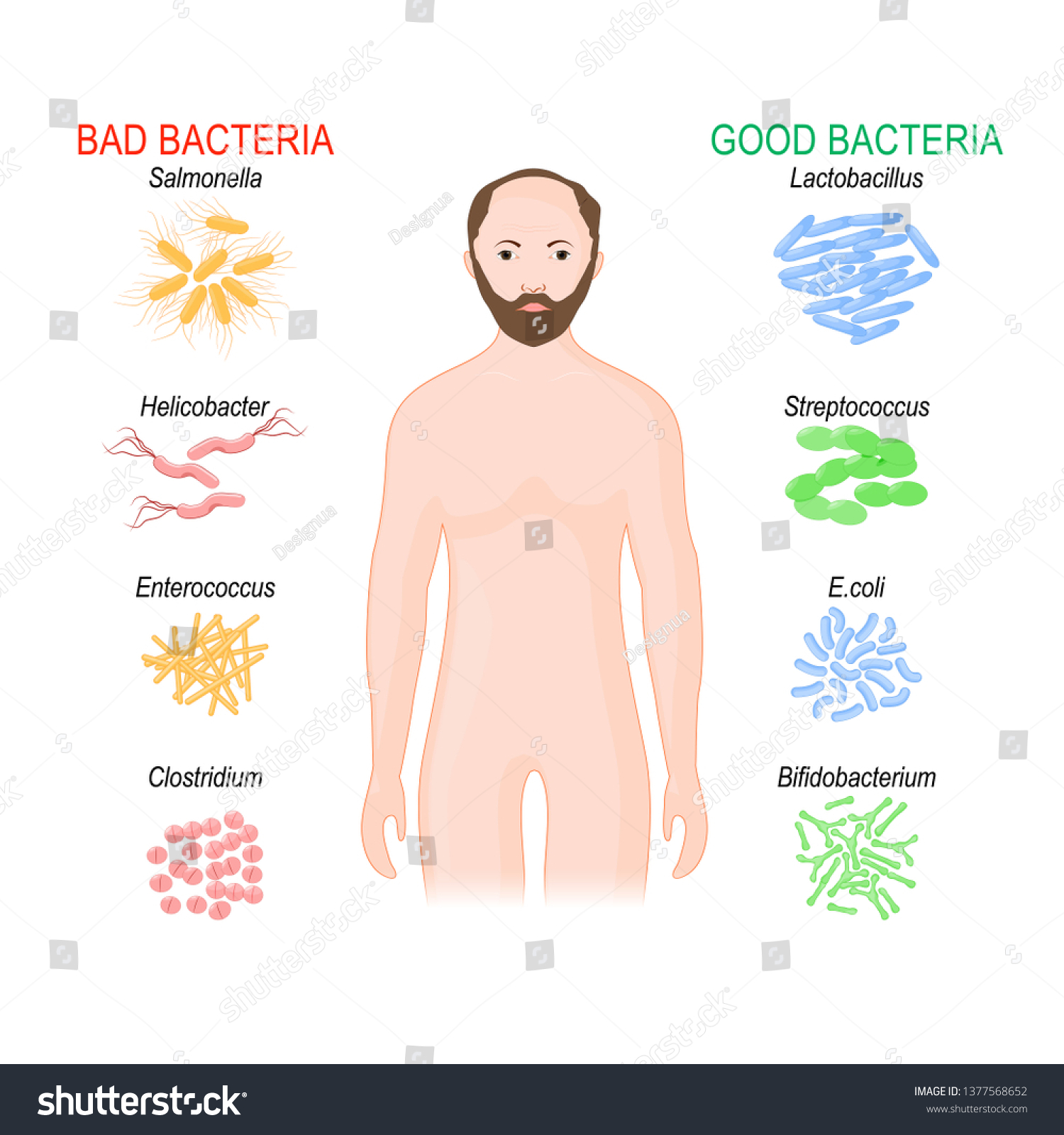 Good Bad Bacteria Probiotics Gut Flora Stock Vector Royalty Free