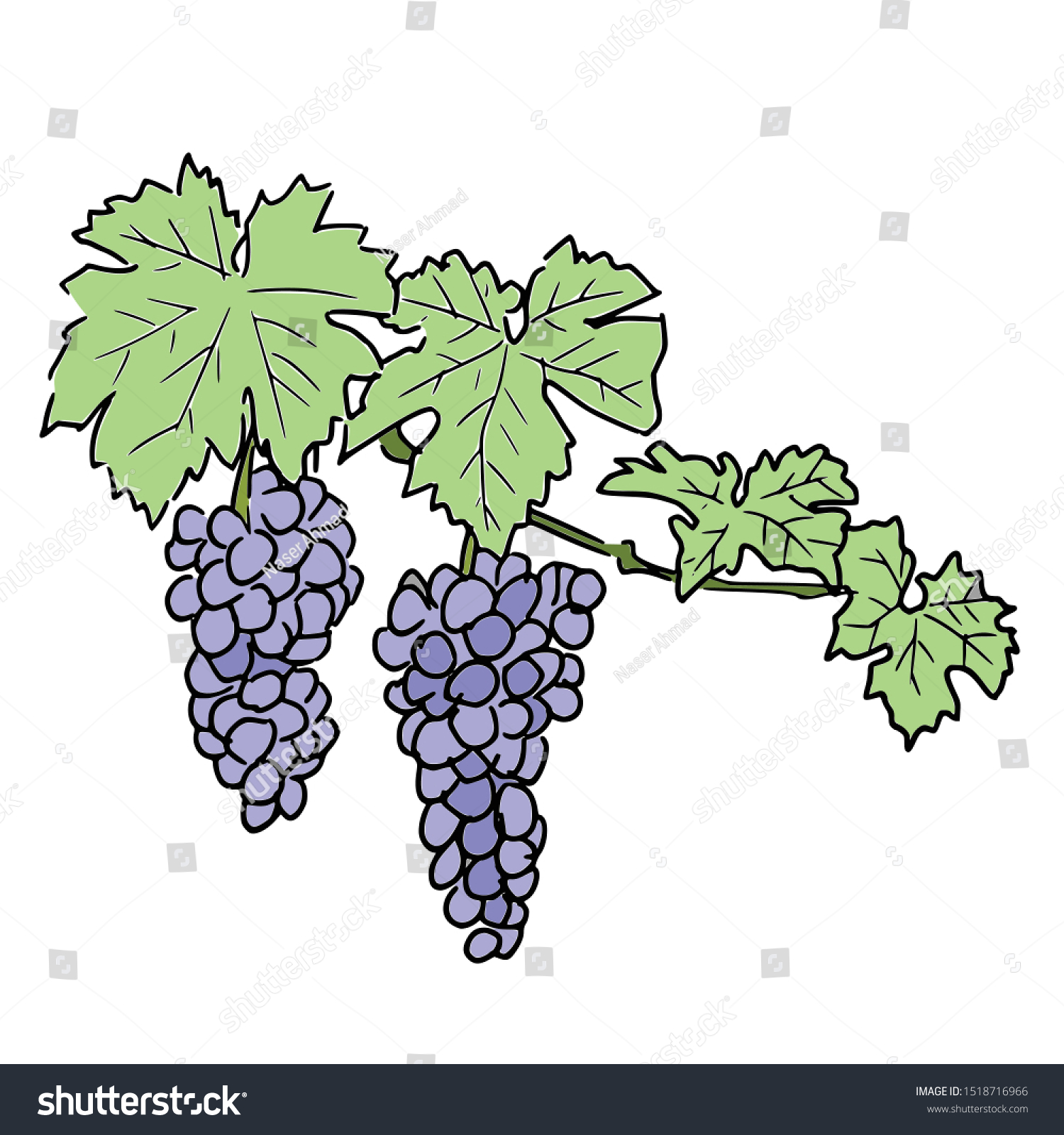 Grape Fruit Doodle Hand Drawn Vector Stock Vector (Royalty Free ...