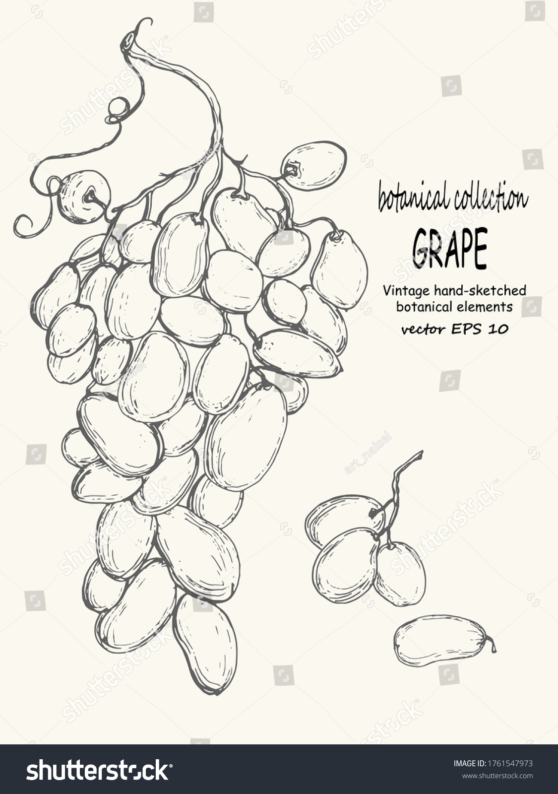 Grape Sketch Vector Illustration Hand Drawn Stock Vector (Royalty Free ...