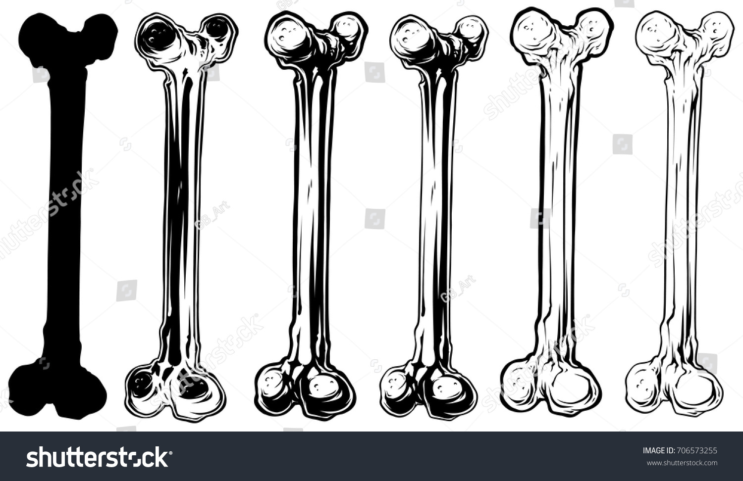 Graphic Black White Different Human Bone Stock Vector (Royalty Free ...