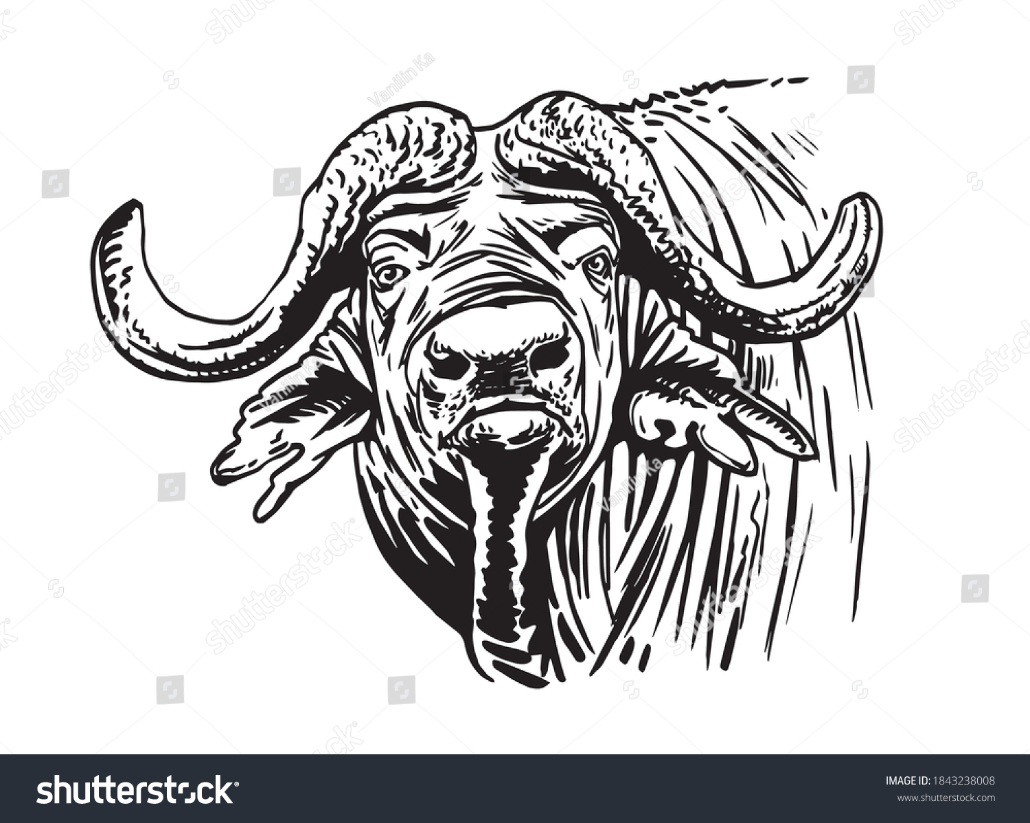 Graphical Buffalo Isolated On White Background Stock Vector (Royalty ...