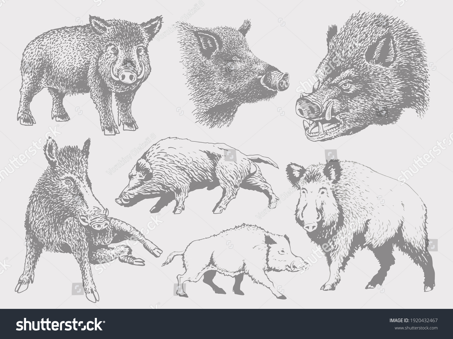 15,413 Wild boar head Images, Stock Photos & Vectors | Shutterstock