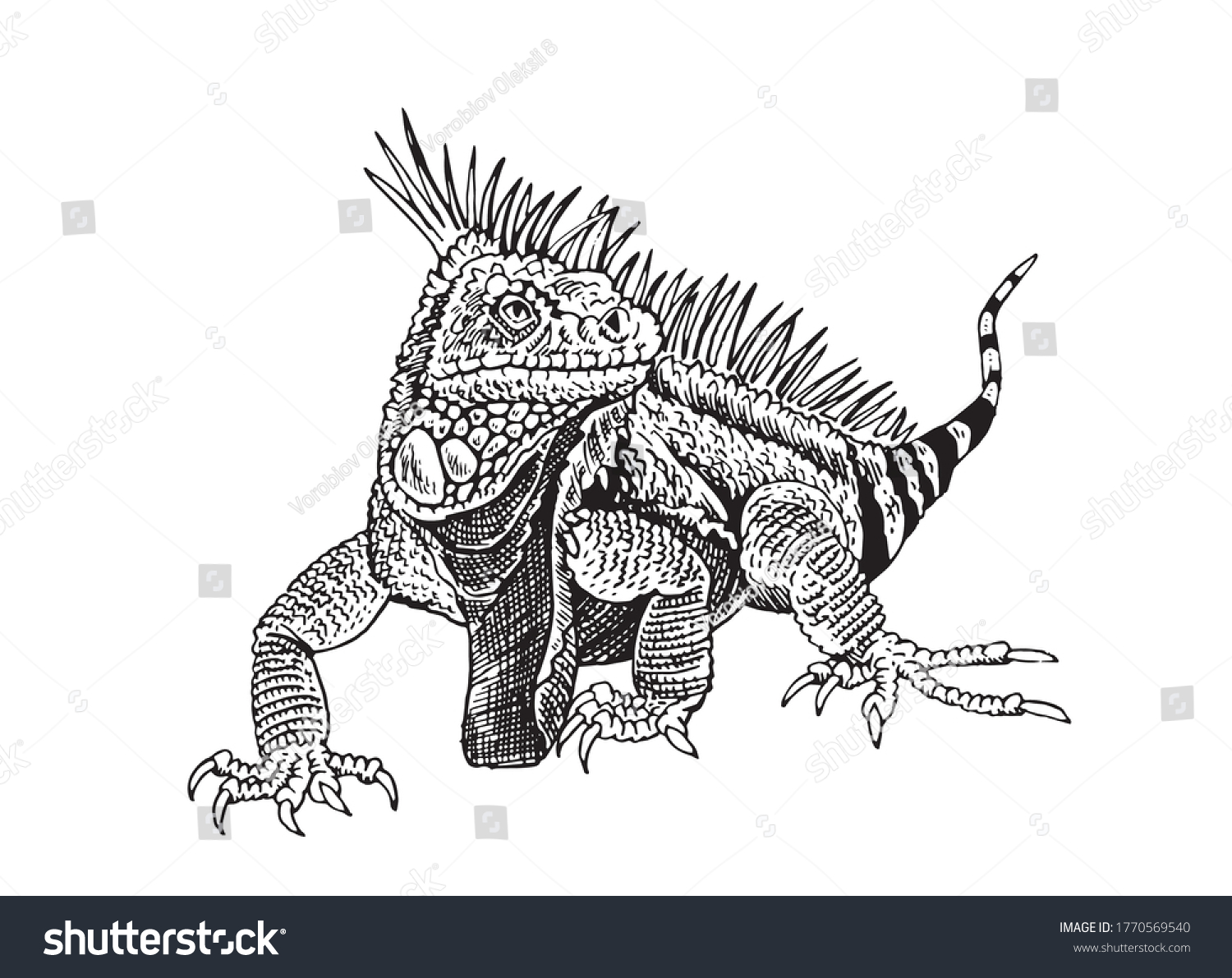 Graphical Handdrawn Iguana Isolated On White Stock Vector (Royalty Free ...