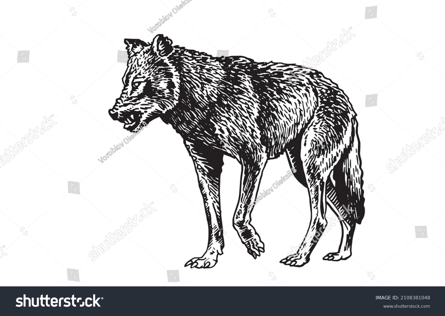 Graphical Handdrawn Wolf On White Backgroundvector Stock Vector ...