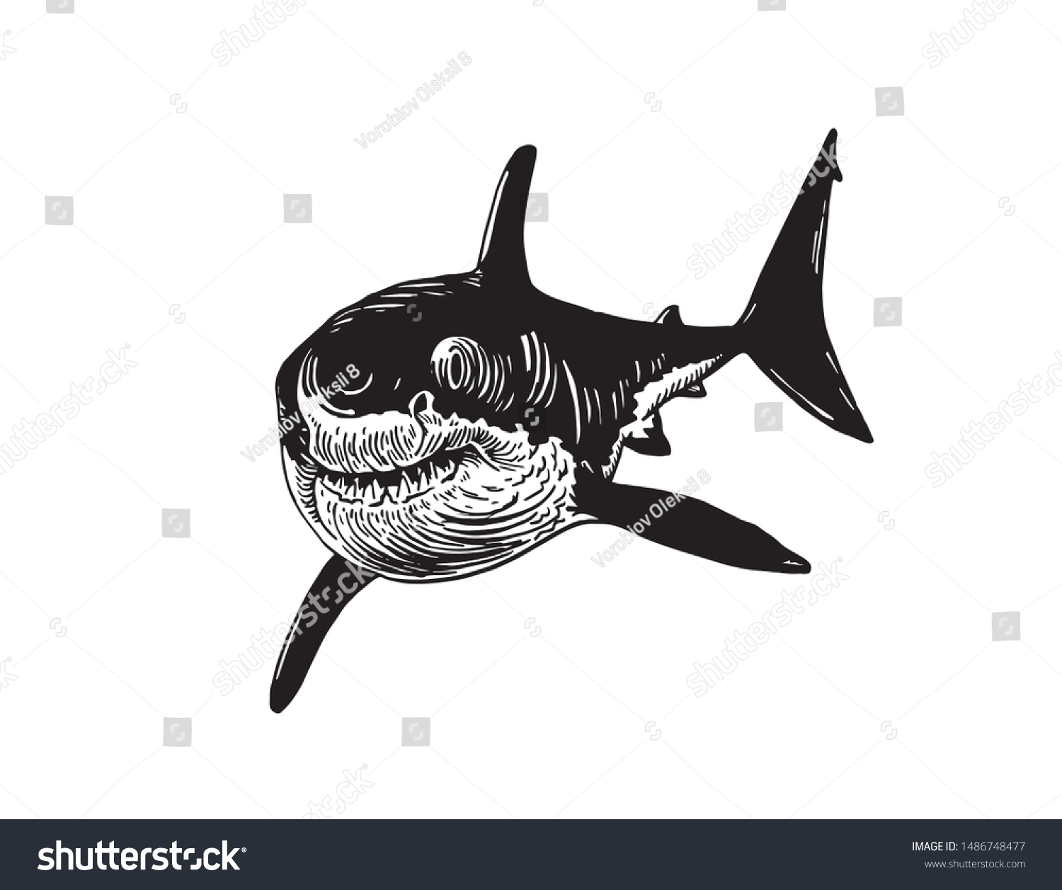 Graphical Shark Isolated On White Backgroundvector Stock Vector ...